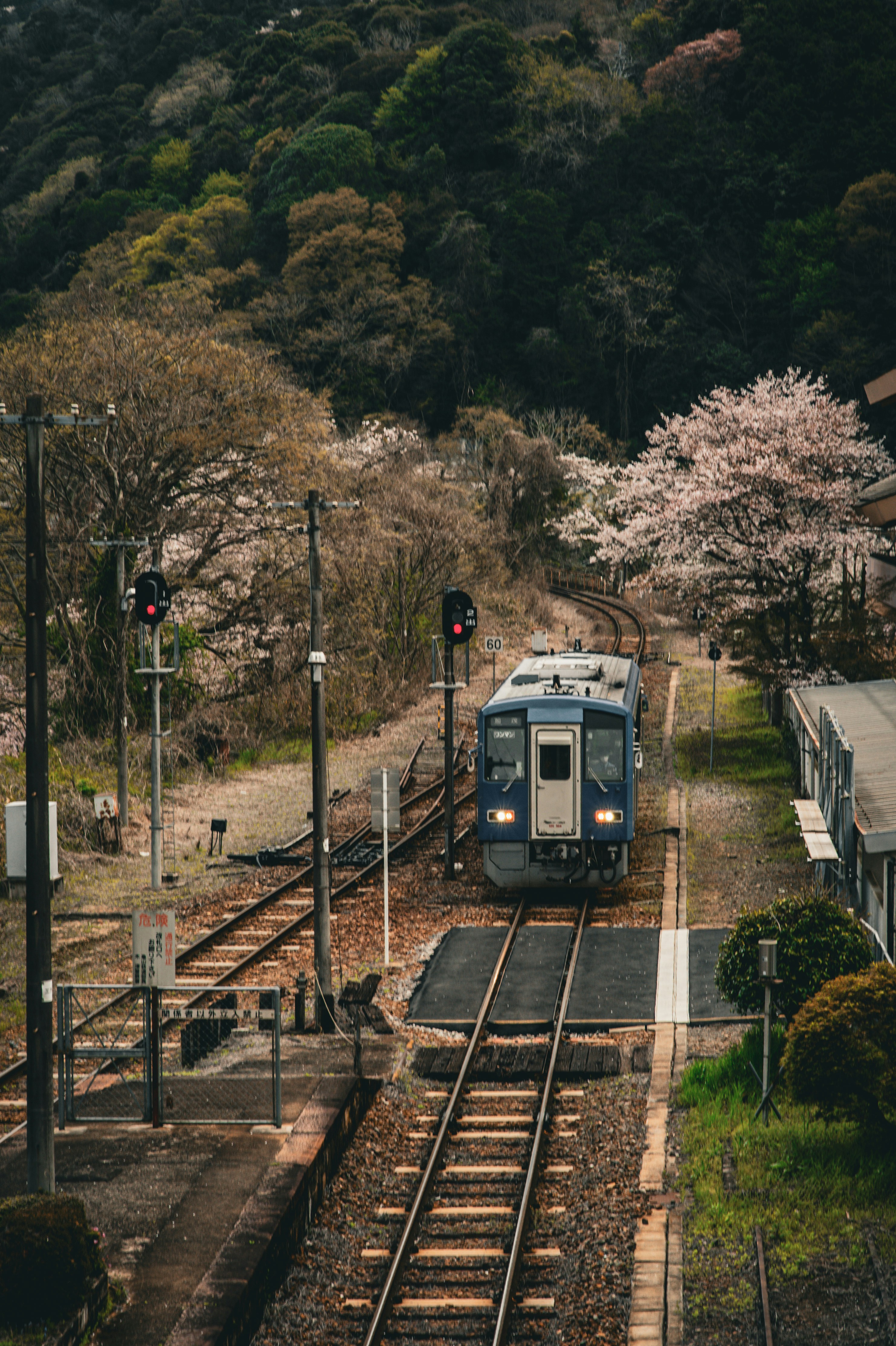 Cherry Blossom Tracks: A Quiet Ride Through Spring