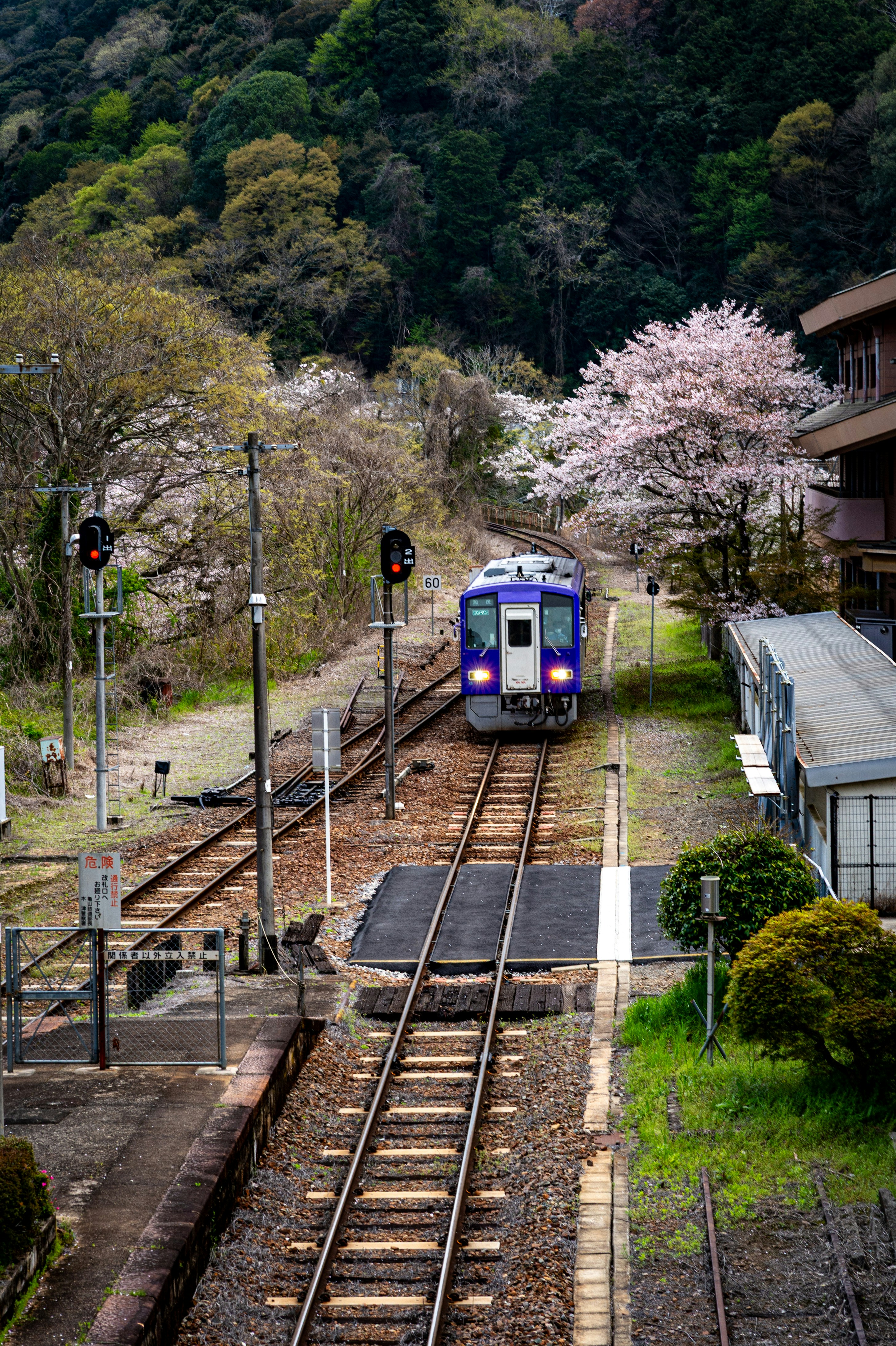 Blue Locomotive on a Quiet Japanese Rail Line Amid Spring Blossoms