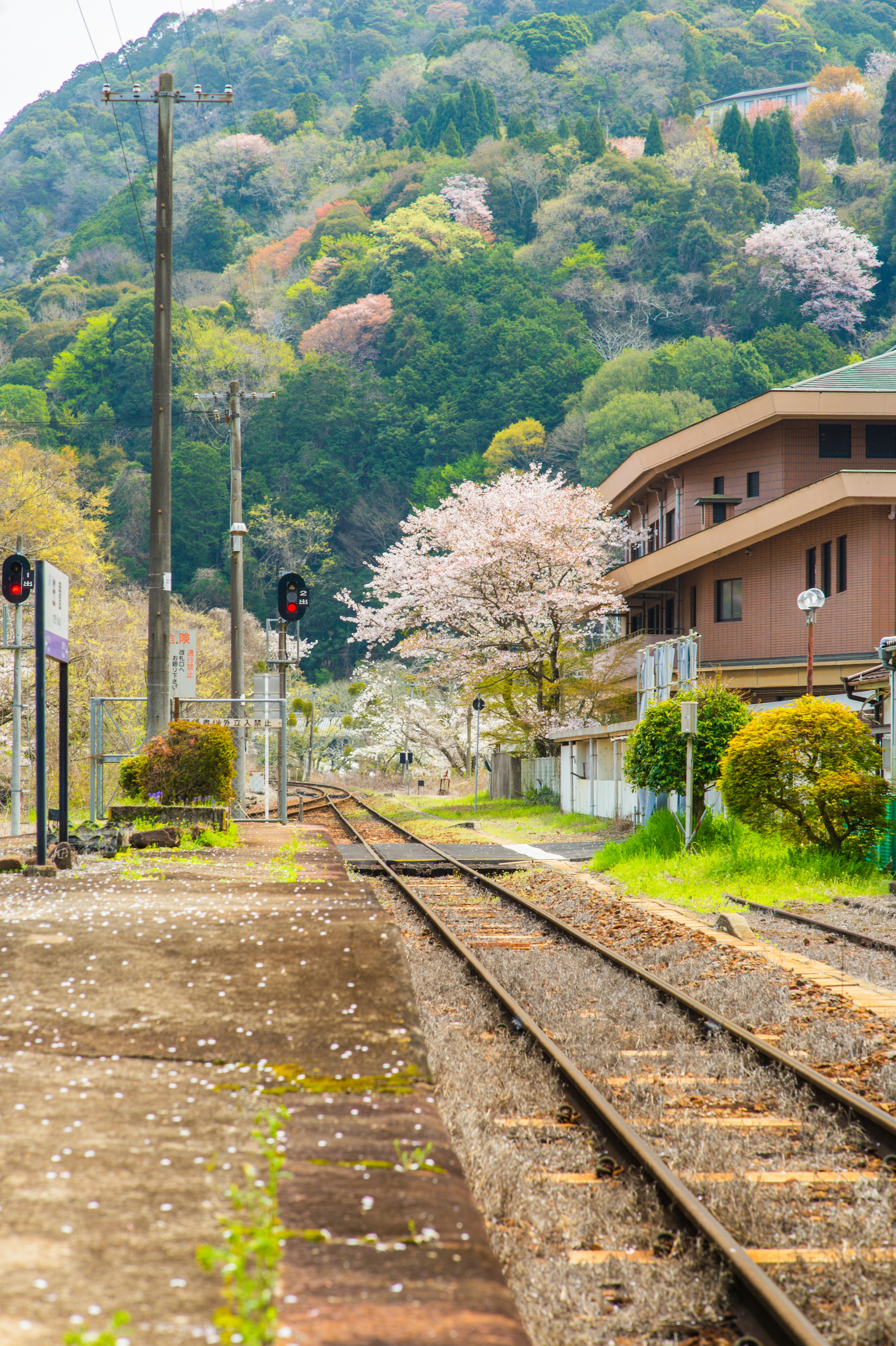 Spring Rails: Cherry Blossom Track into the Hills