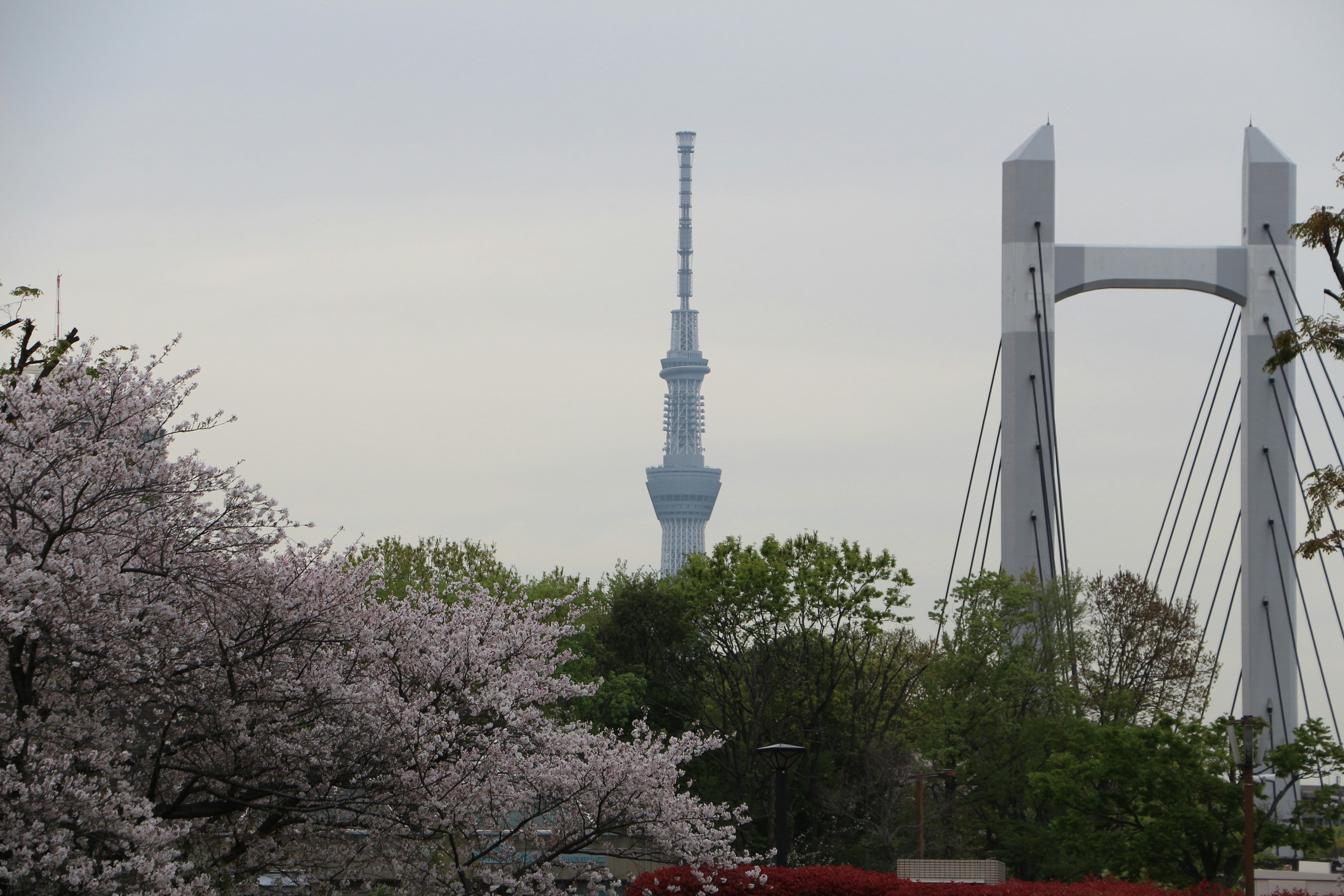 Cherry Blossoms in the Shadow of a Modern Spire