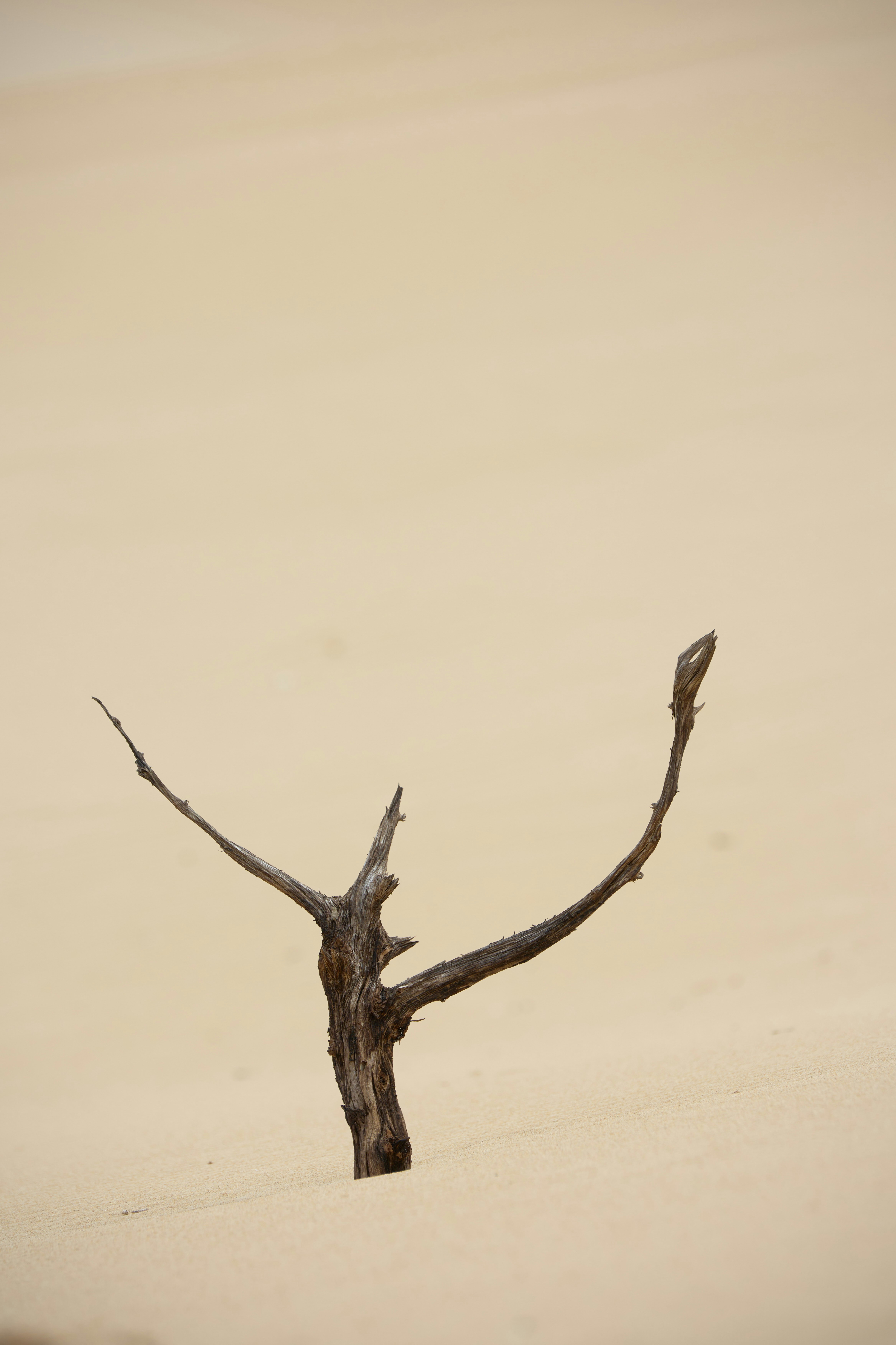 Desert Twig: A lone branch rises from pale sands