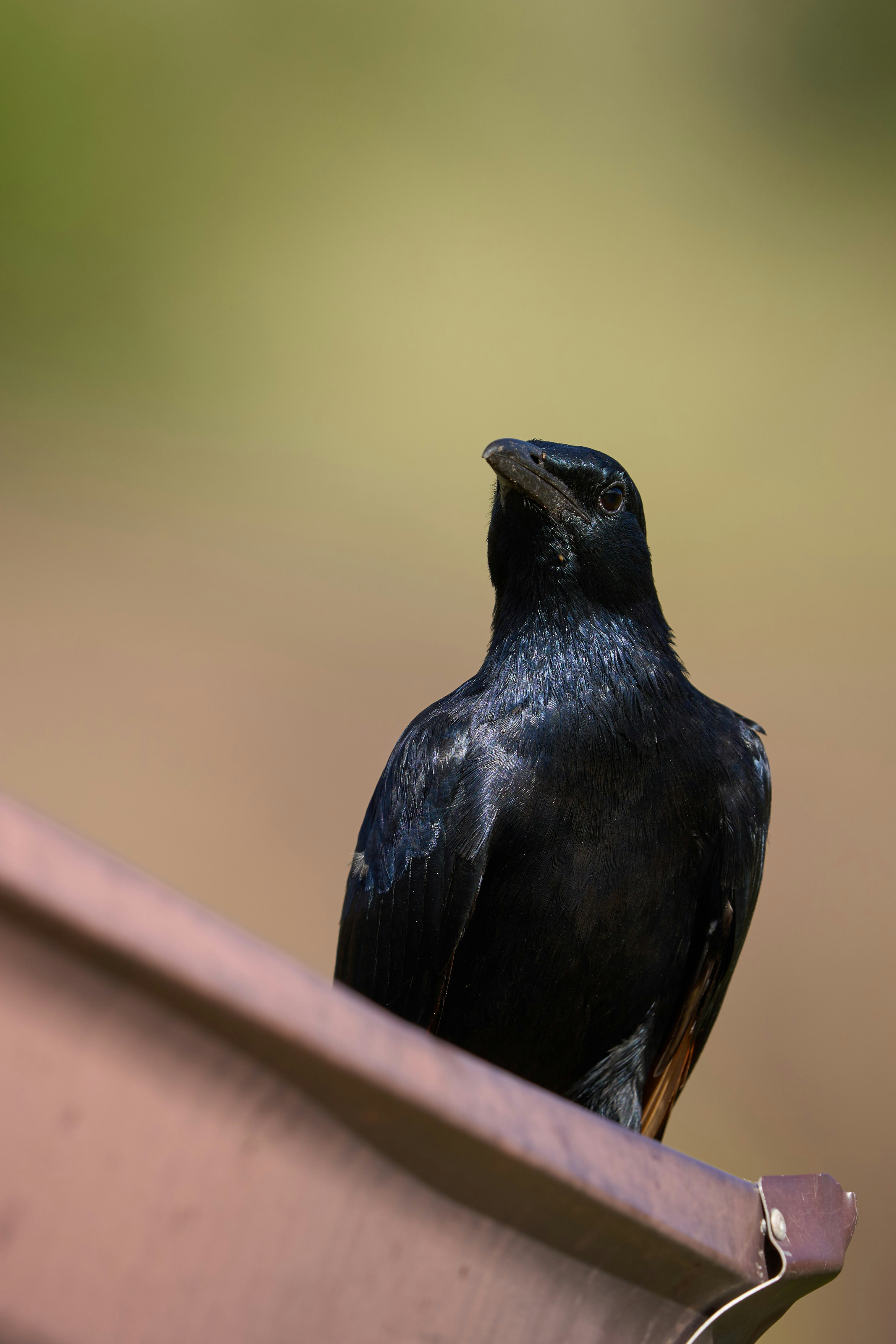 Blackbird Gaze Across a Quiet Roof