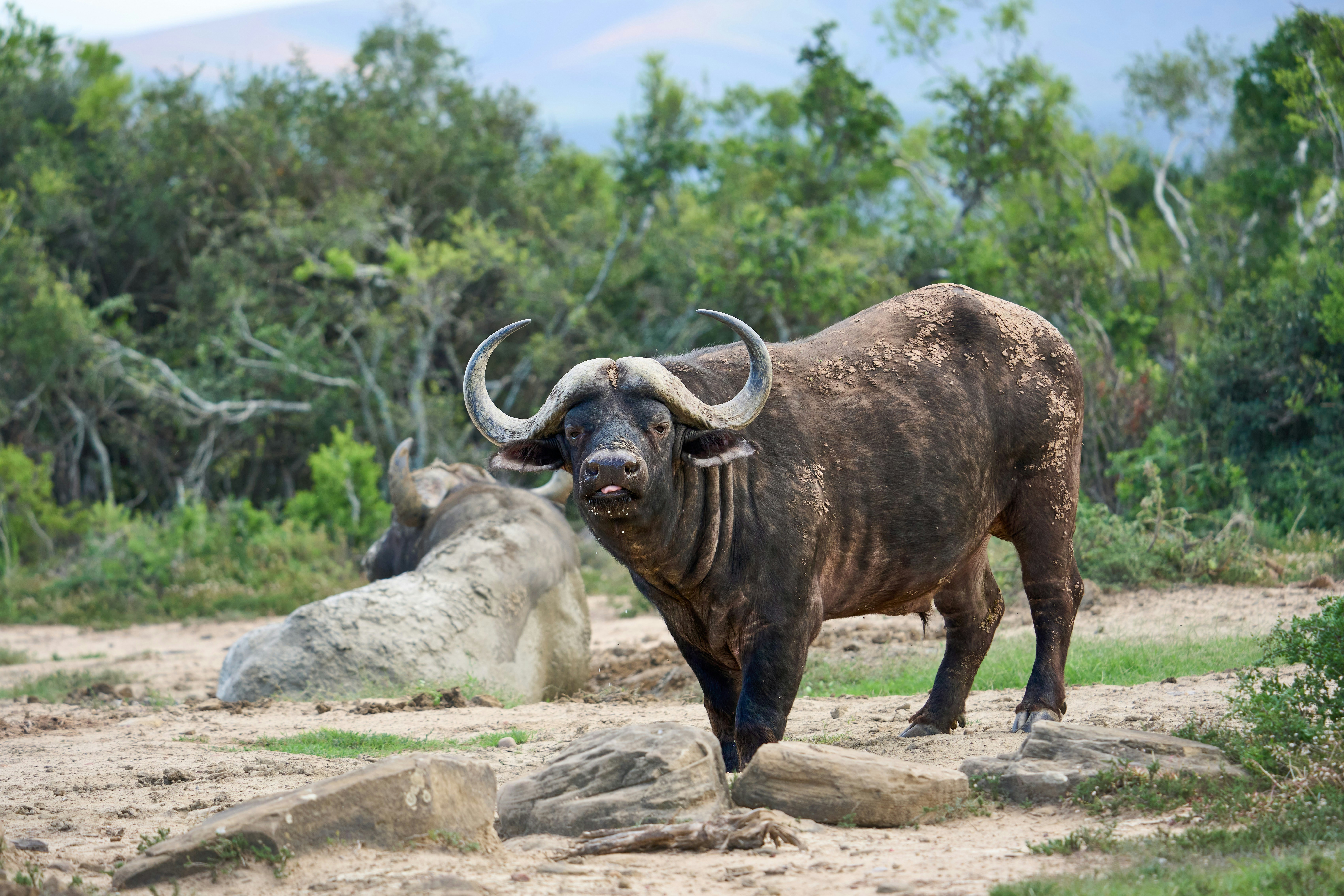 Dominant Buffalo Sentinel at the Waterhole