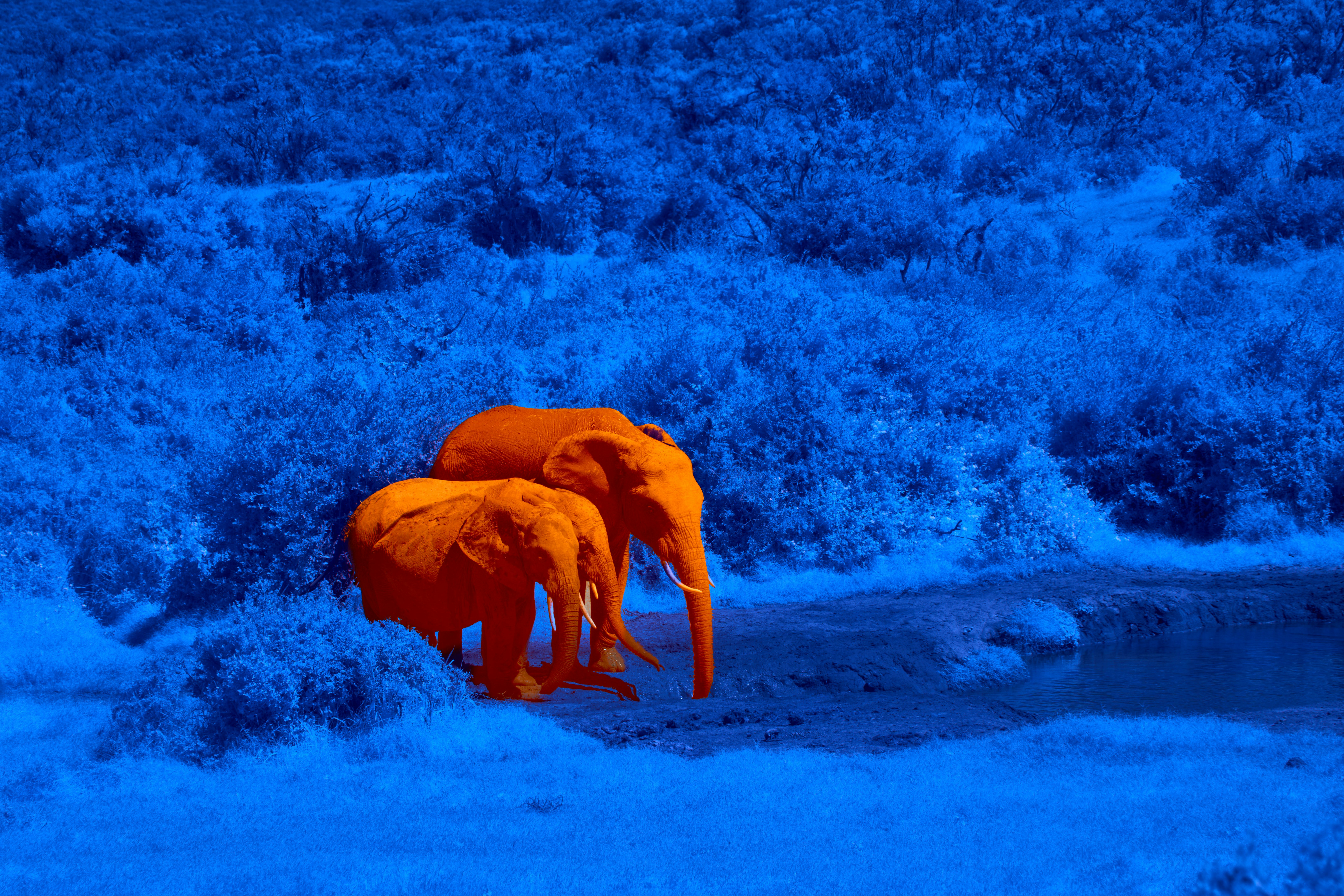 Orange elephants by the river: a surreal blue landscape