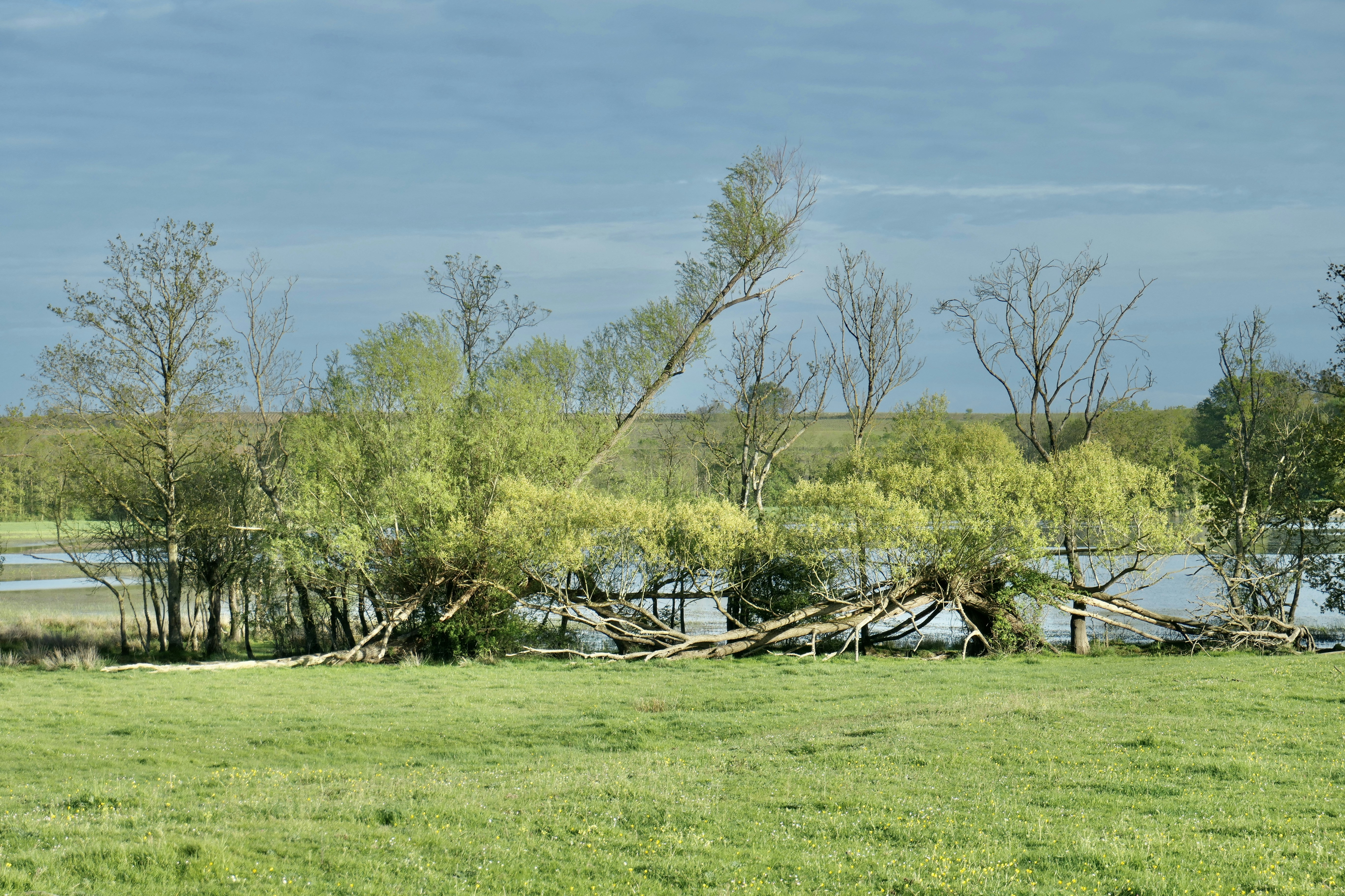 Slanted Willow Trunk Reaching Toward the Sky Across a Riverside Opening