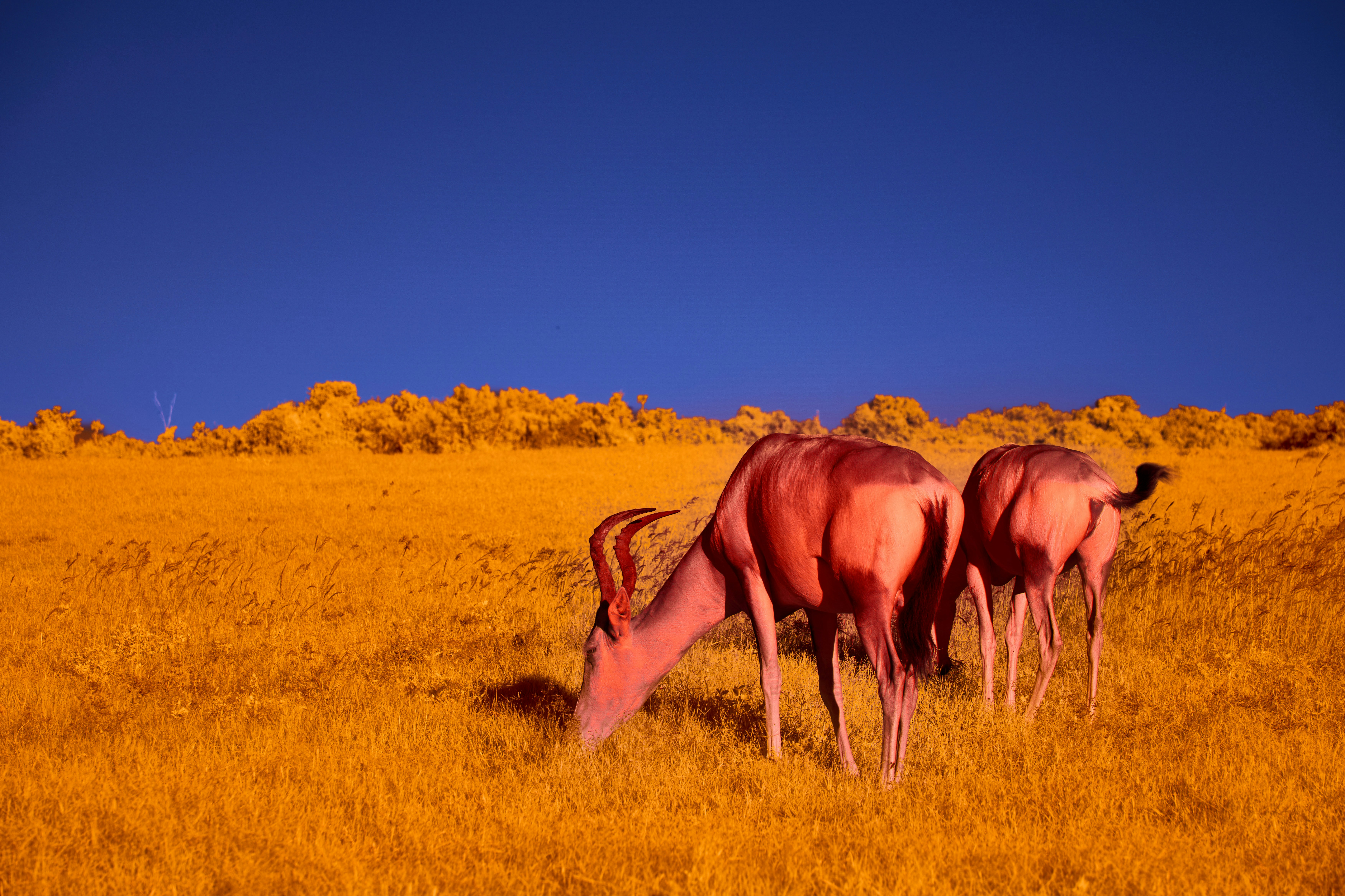 Grazing in Golden Silence under a Pristine Indigo Sky
