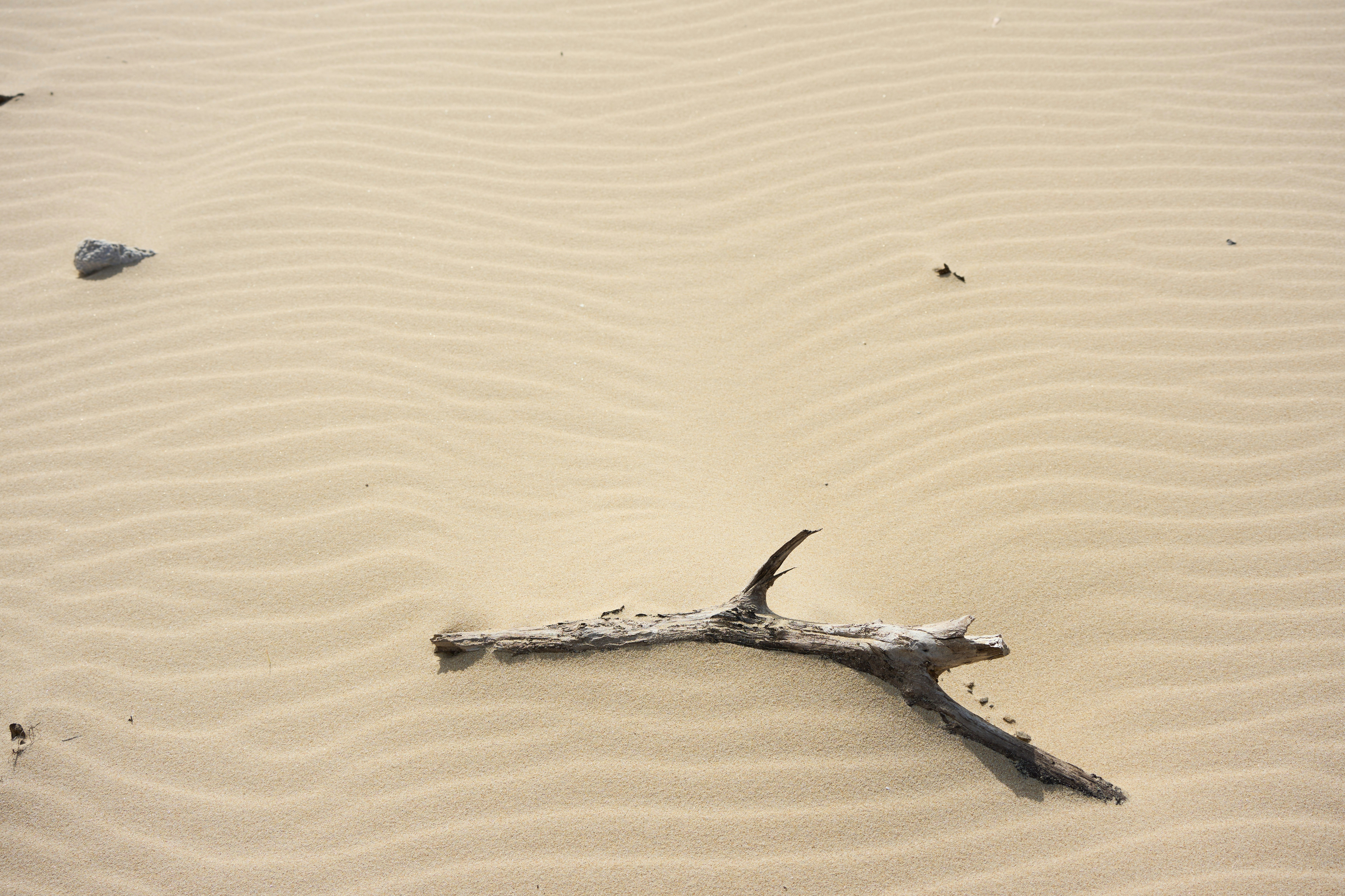 Driftwood Shadow on Quiet Dunes