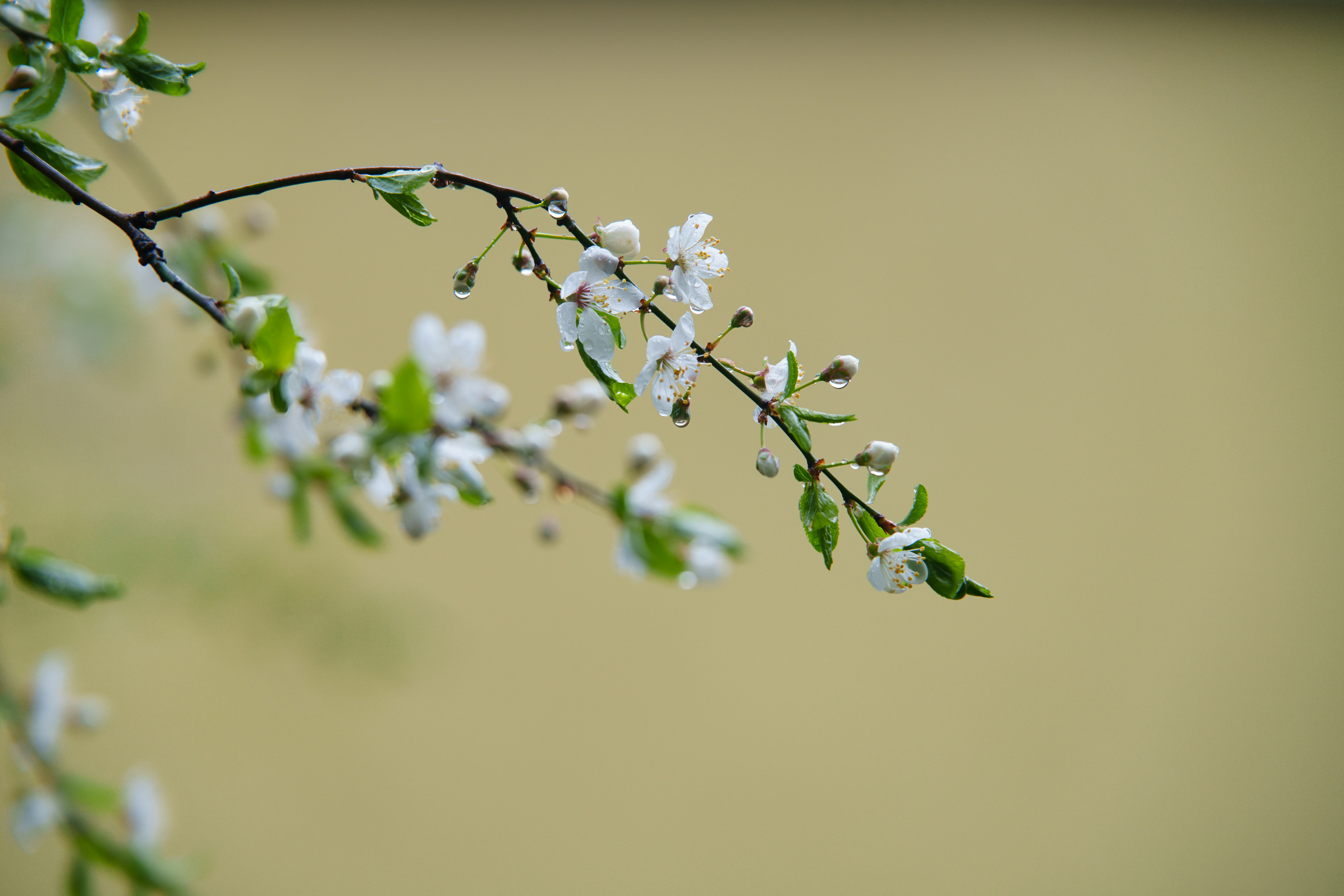 Blooming Branch in Soft Focus