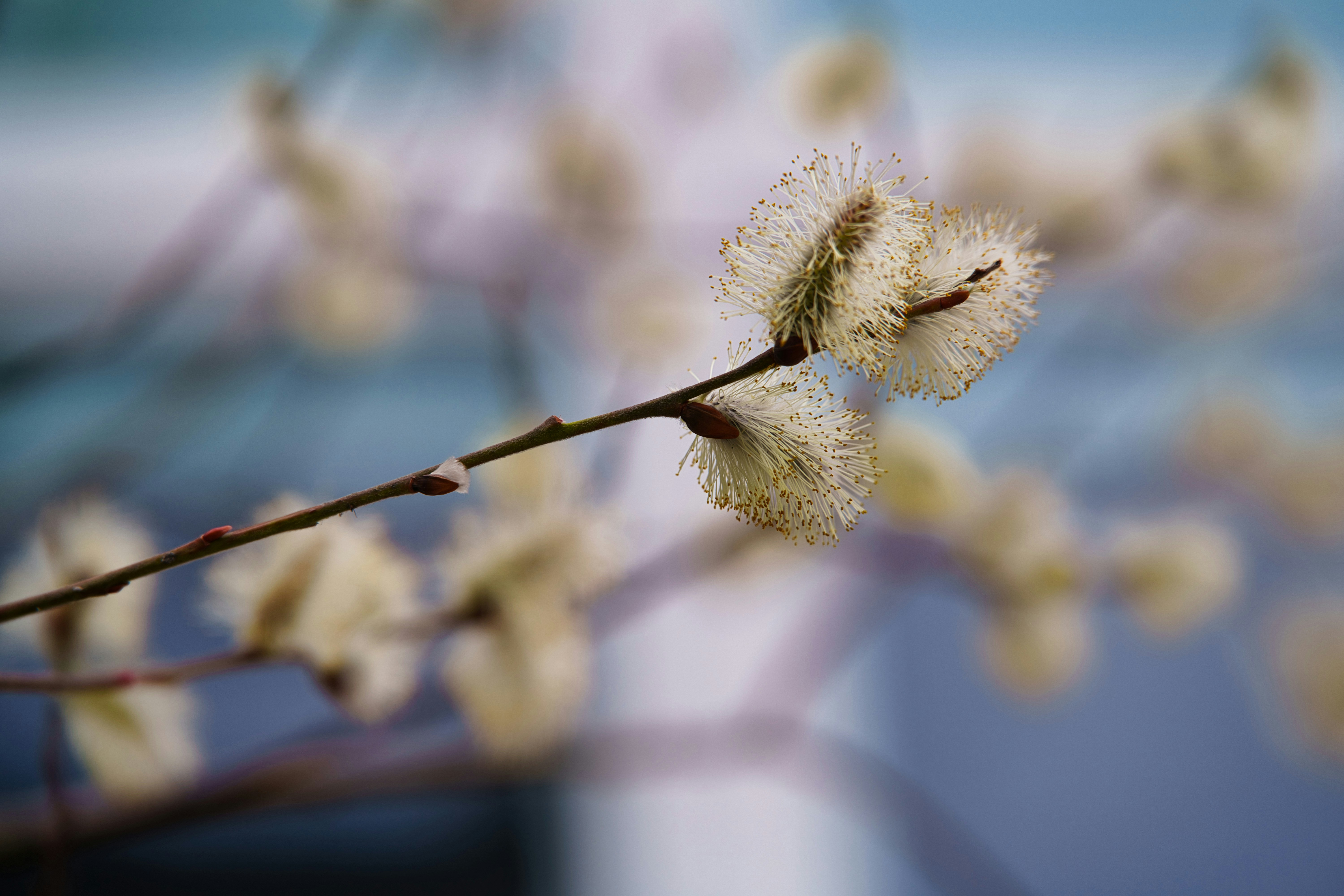 Soft Focus Blossom: Framing a Puff of Catkins Against a Hazy Urban Backdrop