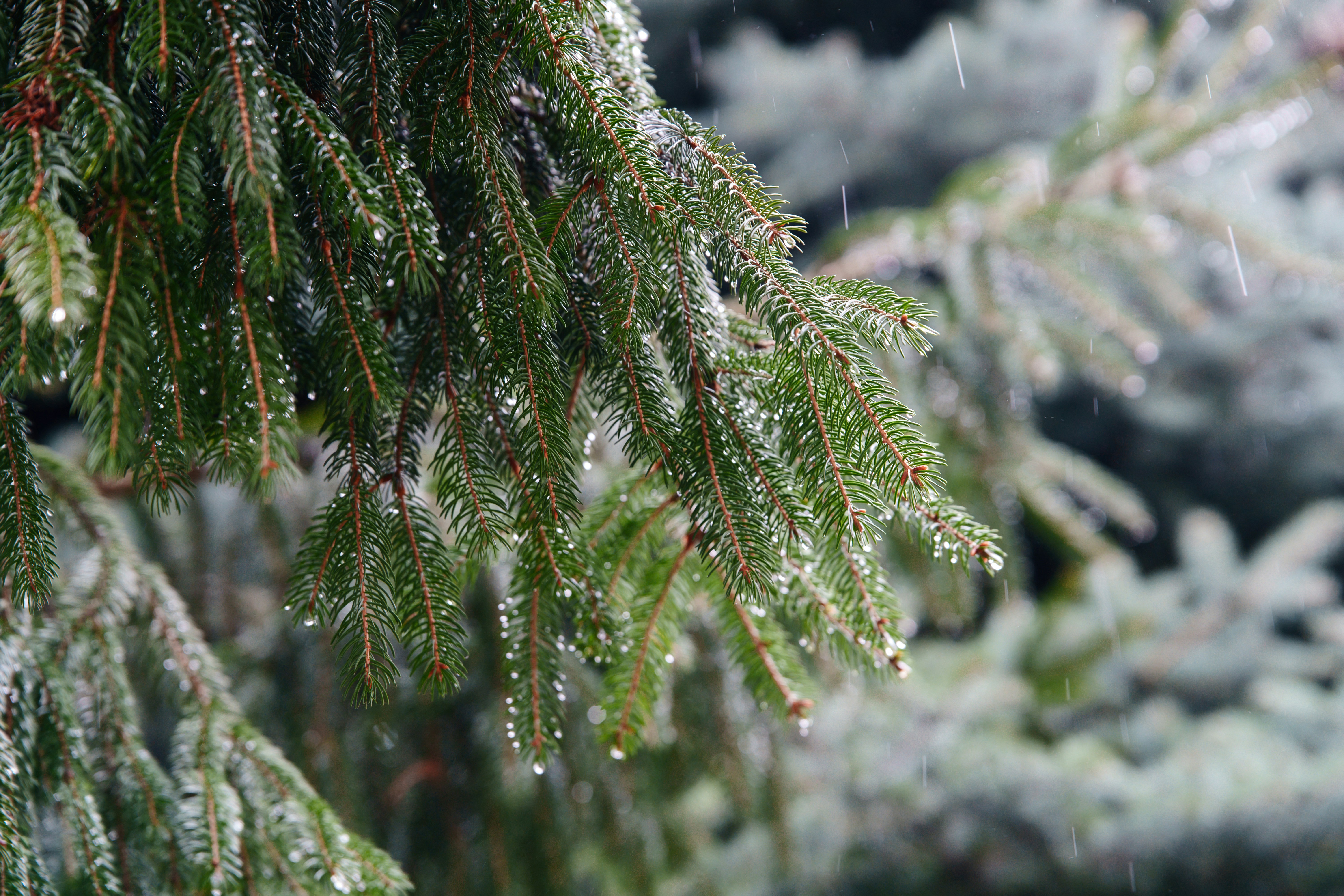 Snow-kissed Cedar Needles in Gentle Rain