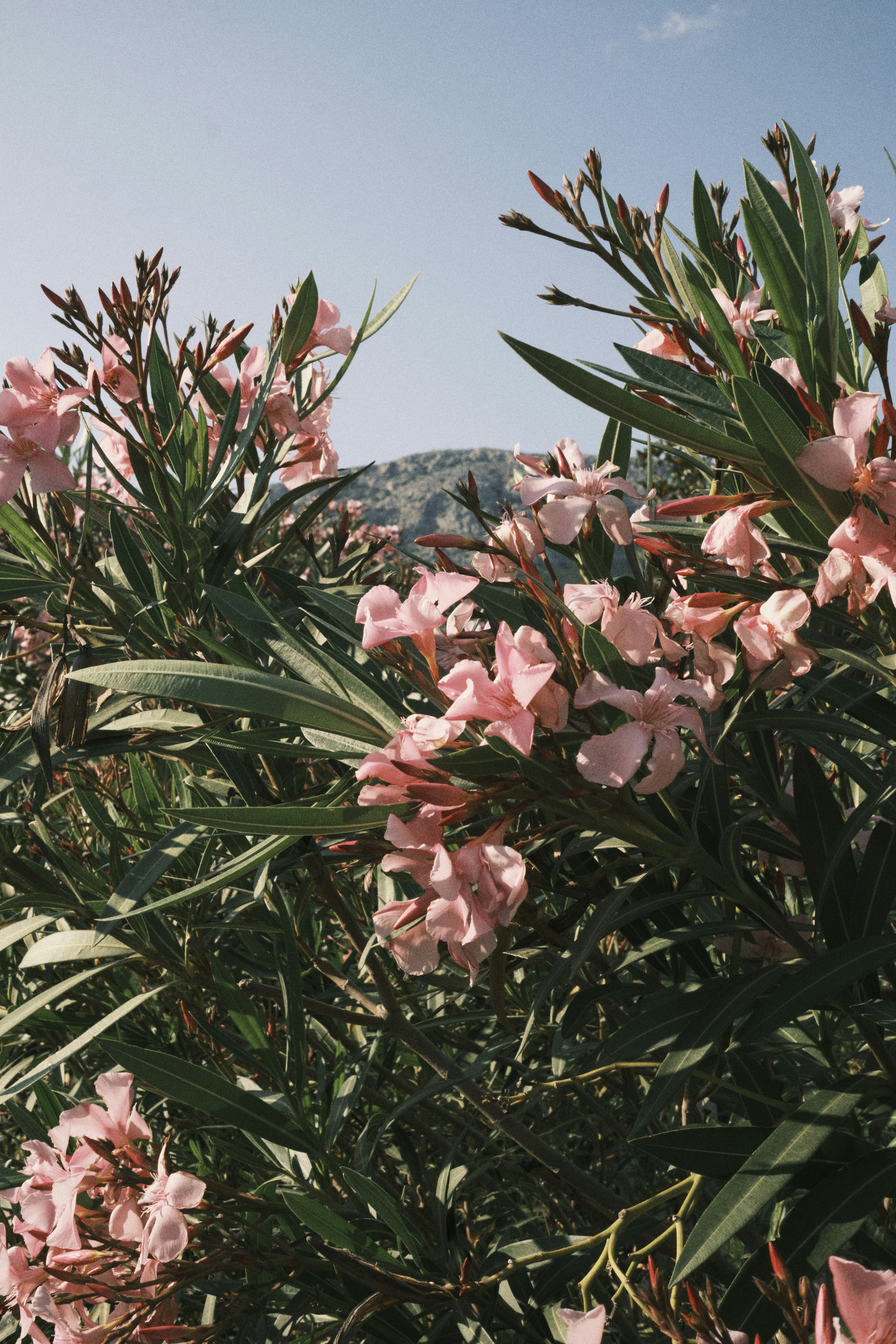 Pink Oleander in Sunlit Wildflowers