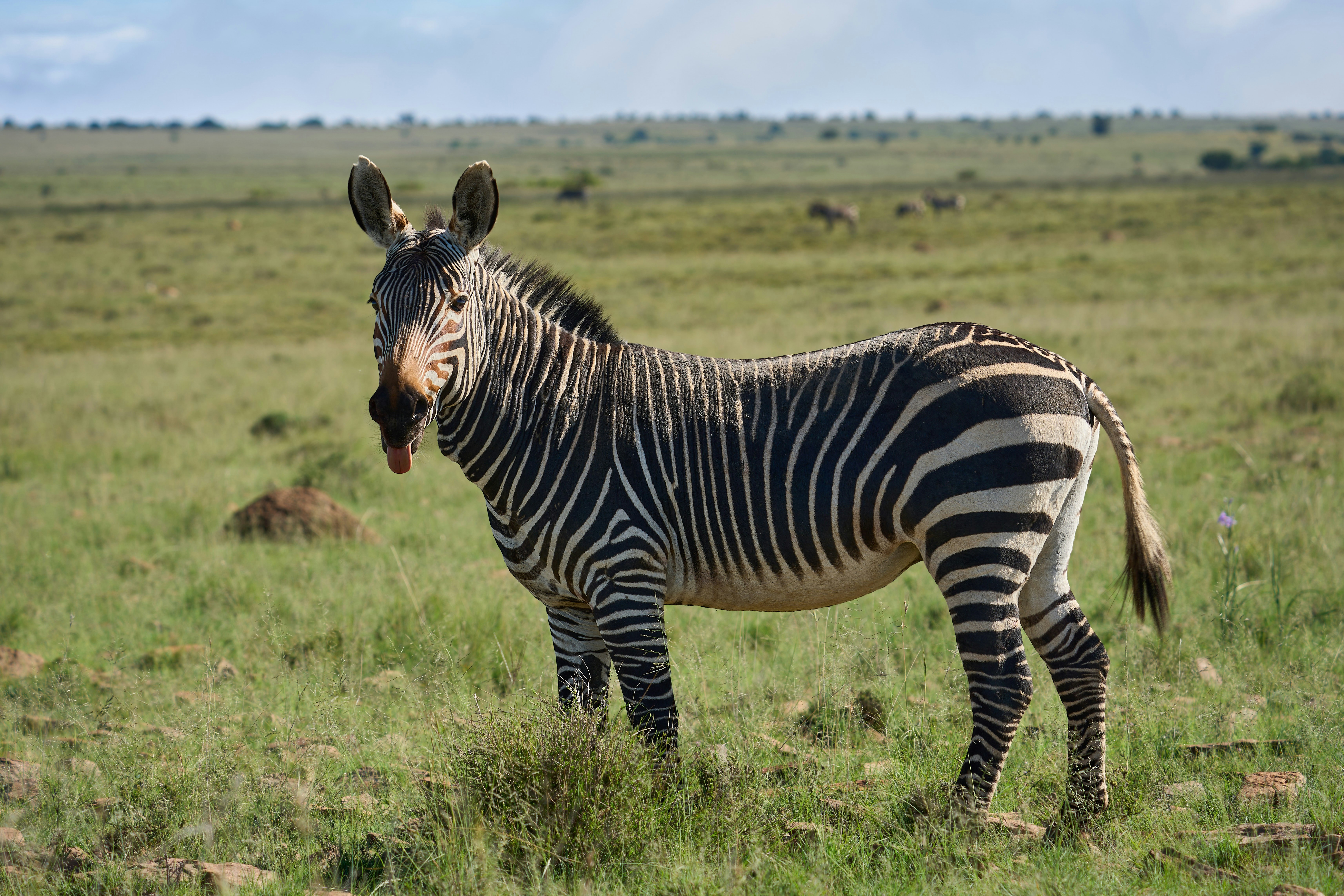 Zebra in sunlit Savanna: Portrait with Striped Silence