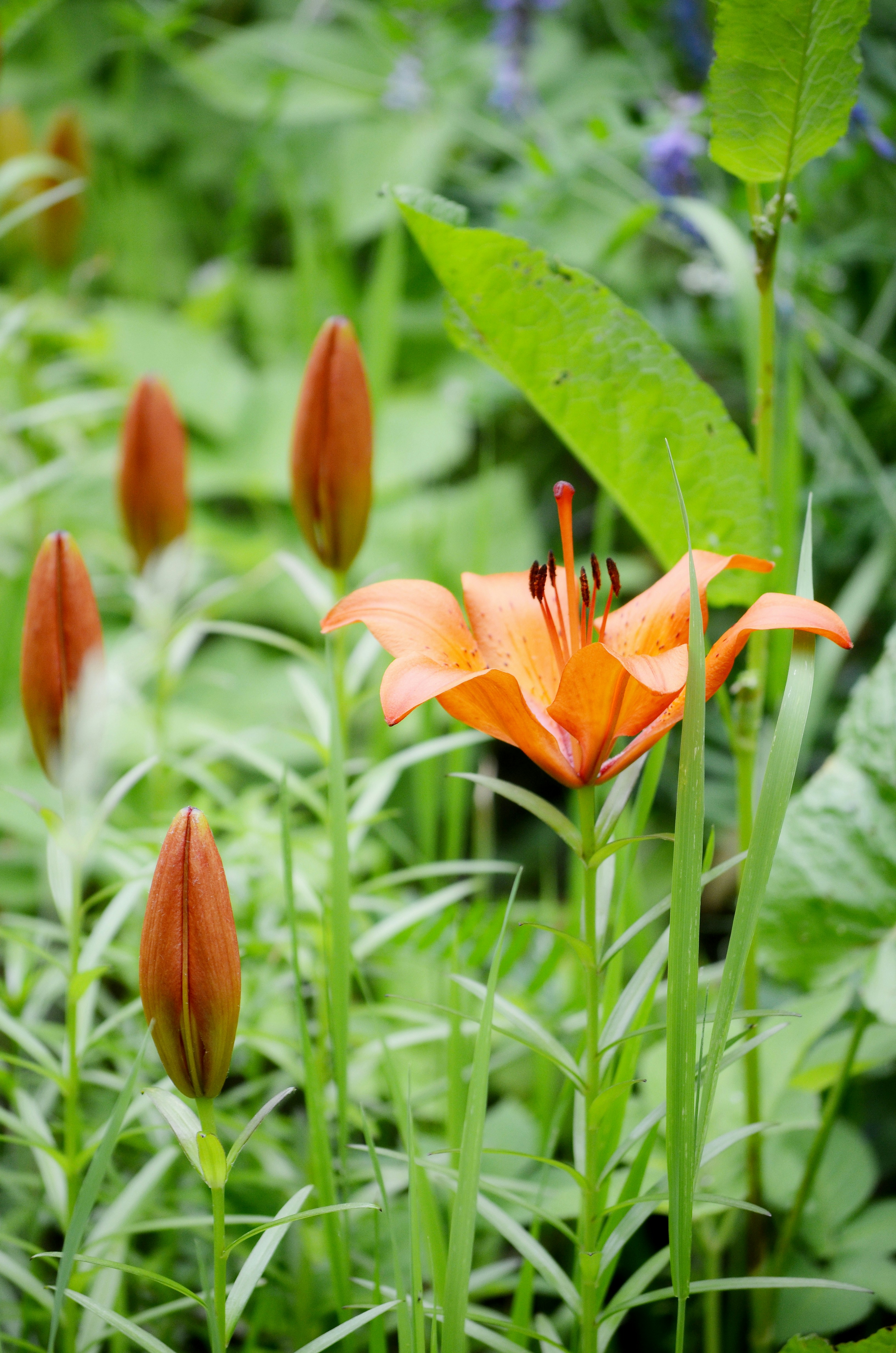 Orange Lily in Bloom: A Quiet Moment in a Green Meadow