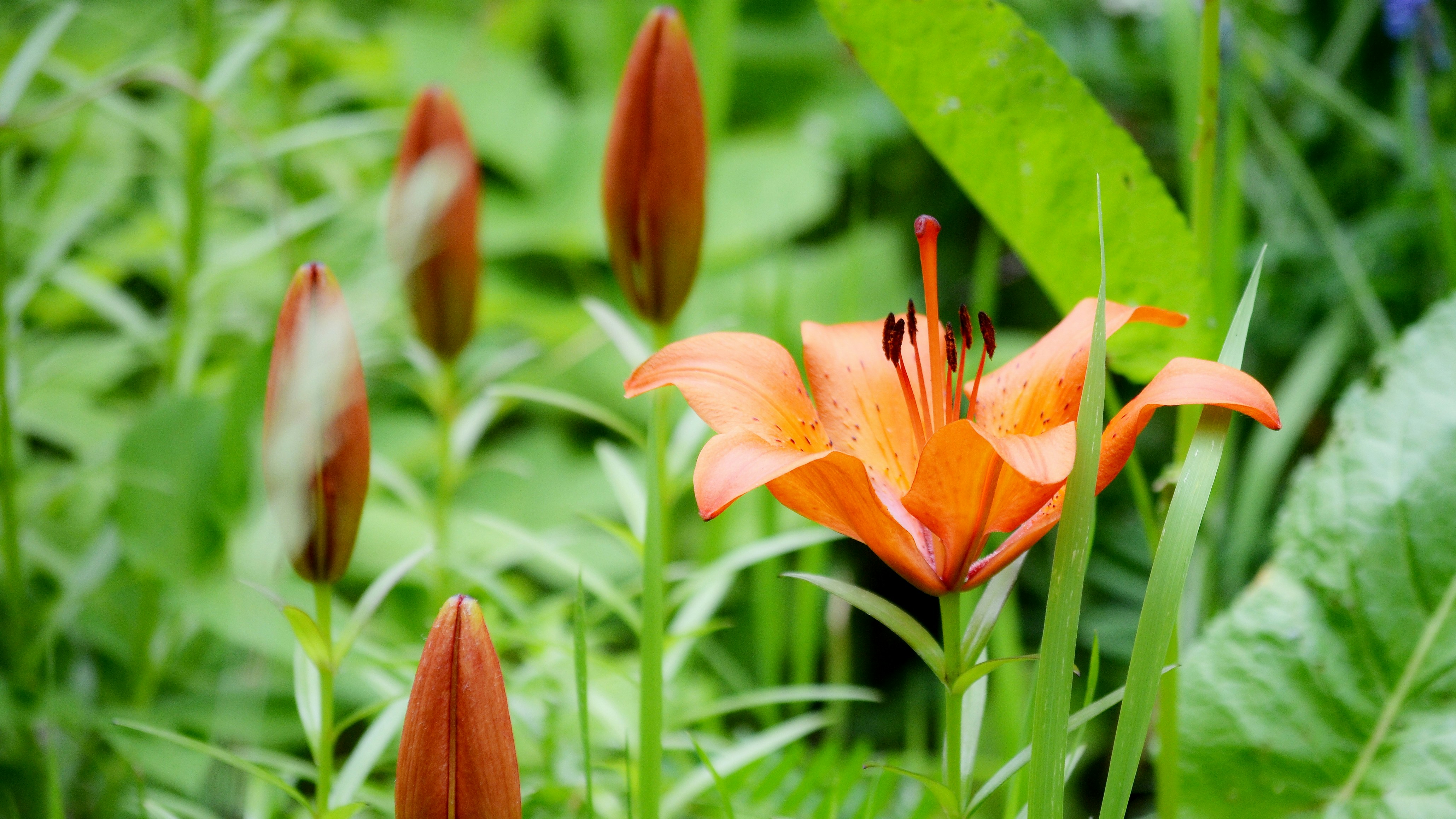 Orange lily in a sunlit garden patch