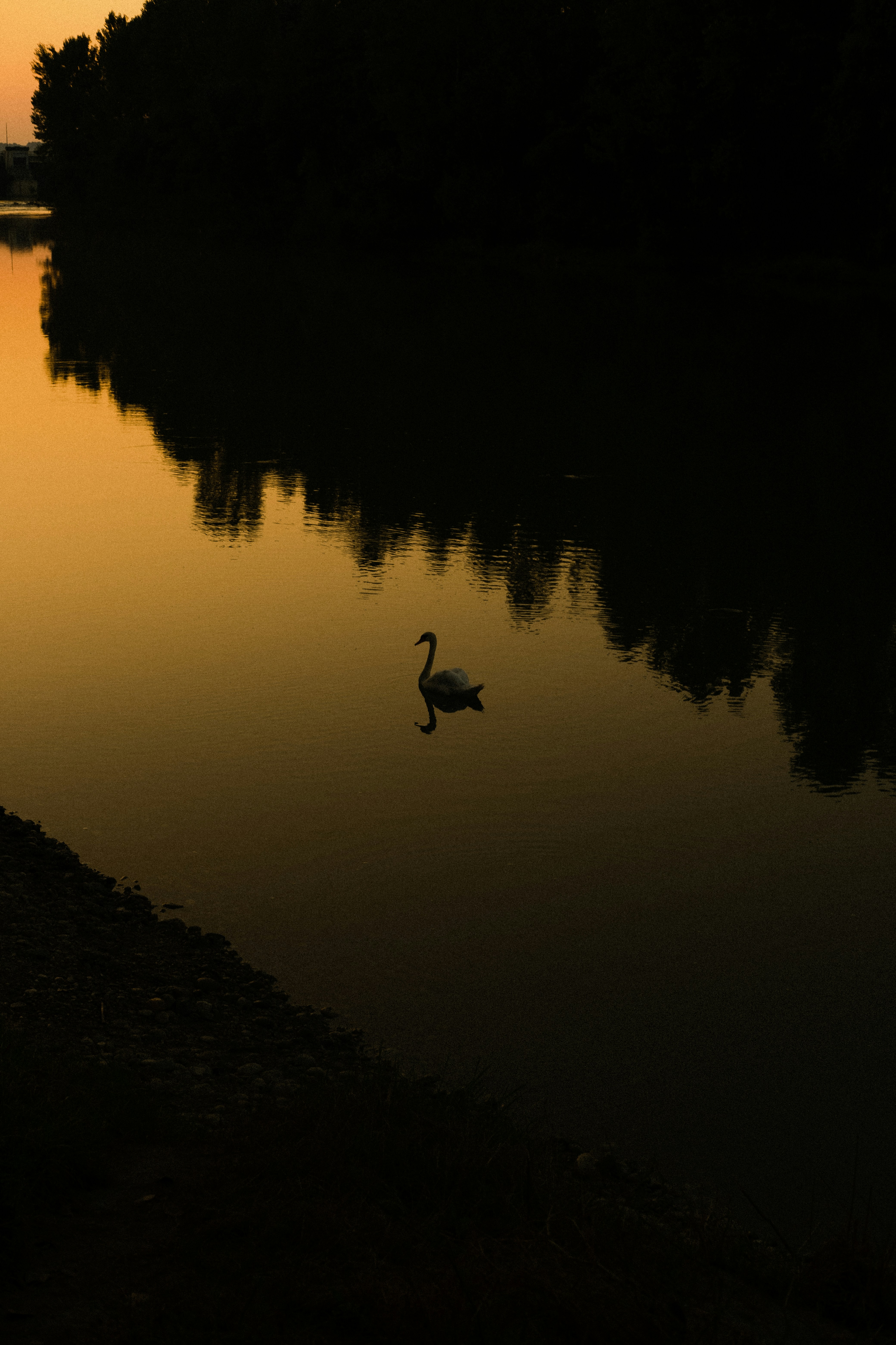 Silhouette on Golden Quiet: A Swan in Sunset Stillness