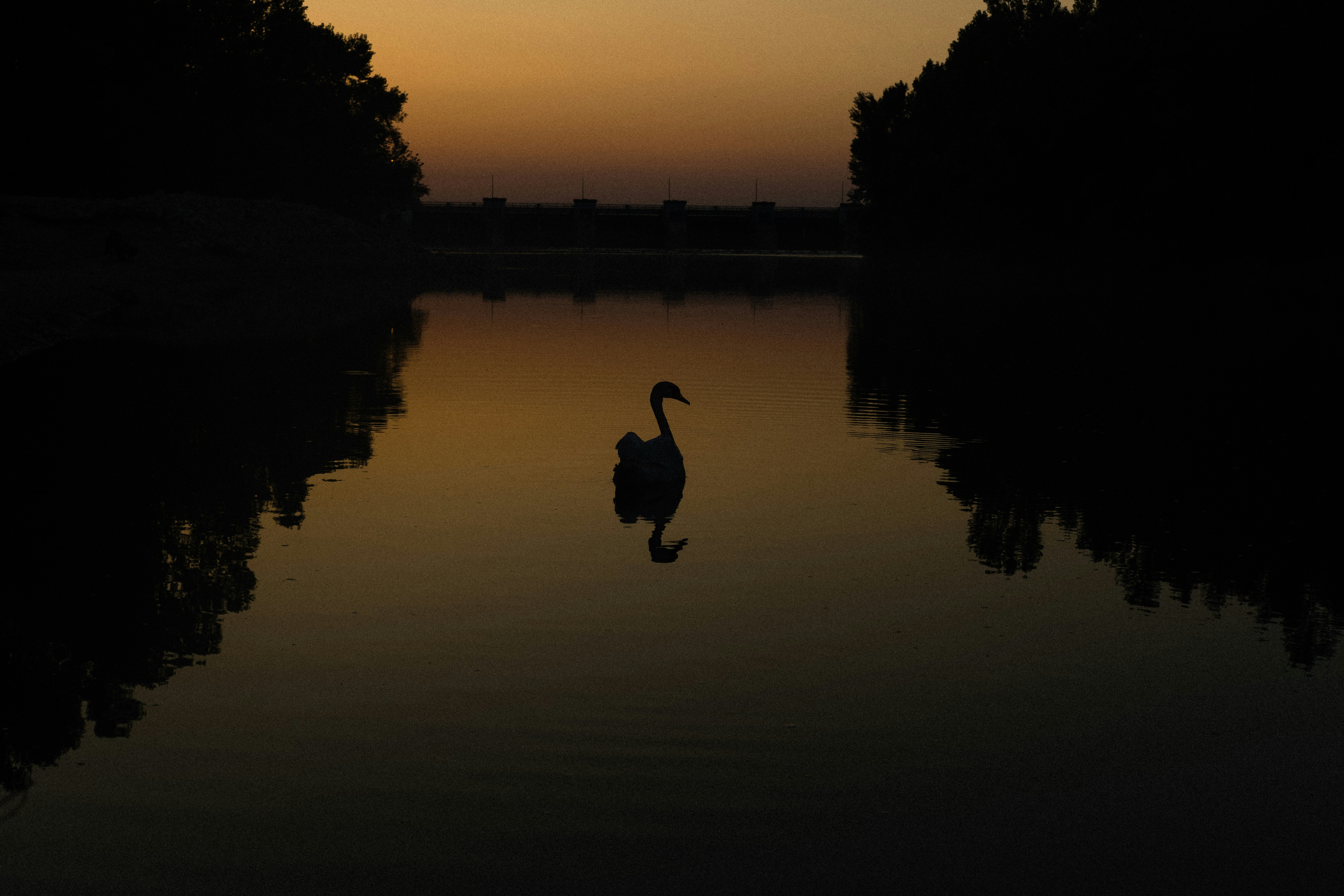 Silhouette in a Quiet Dusk: A Swan on Still Water