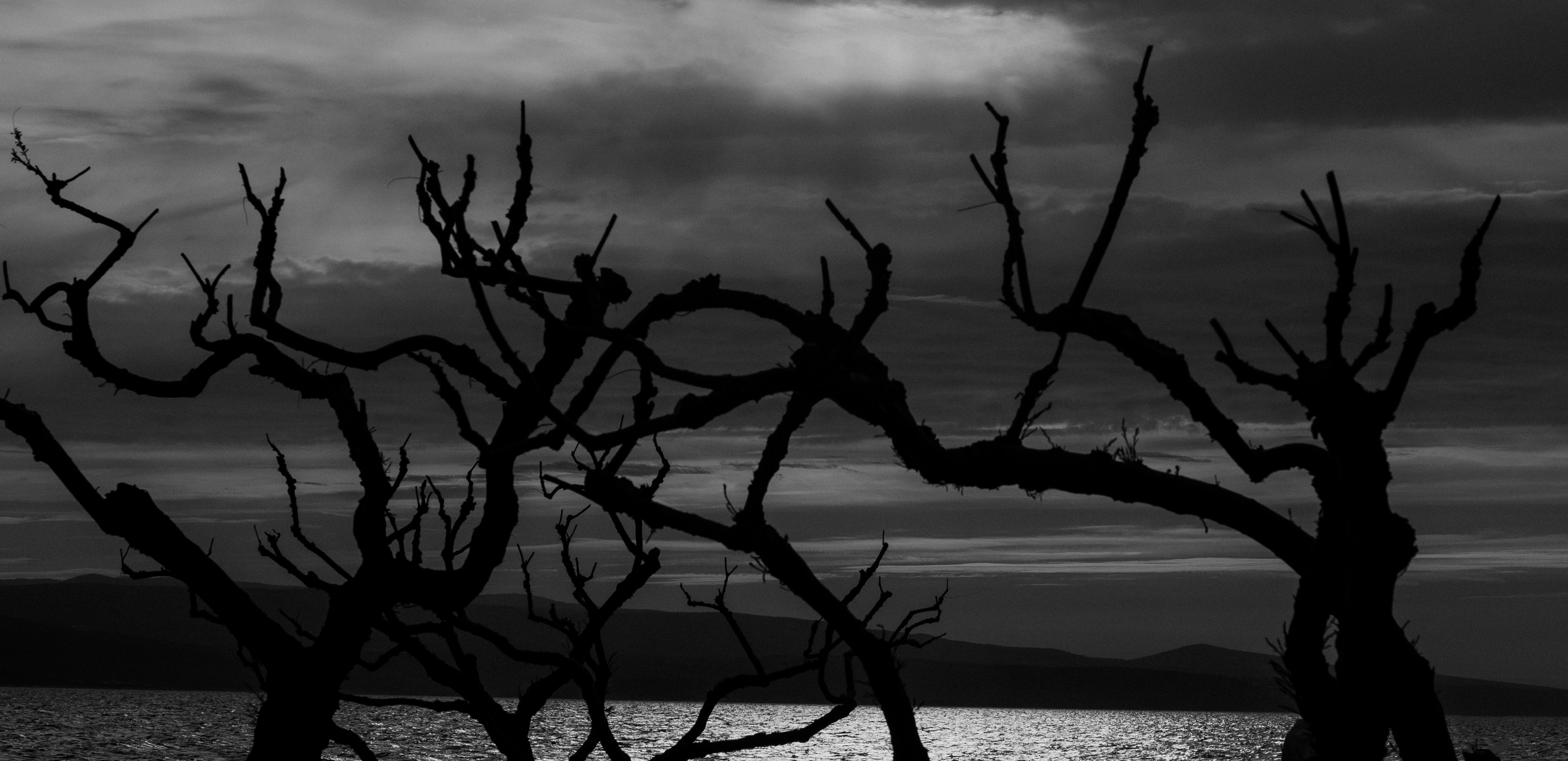 Silhouetted Branches Against Distant Light on a Calm Horizon