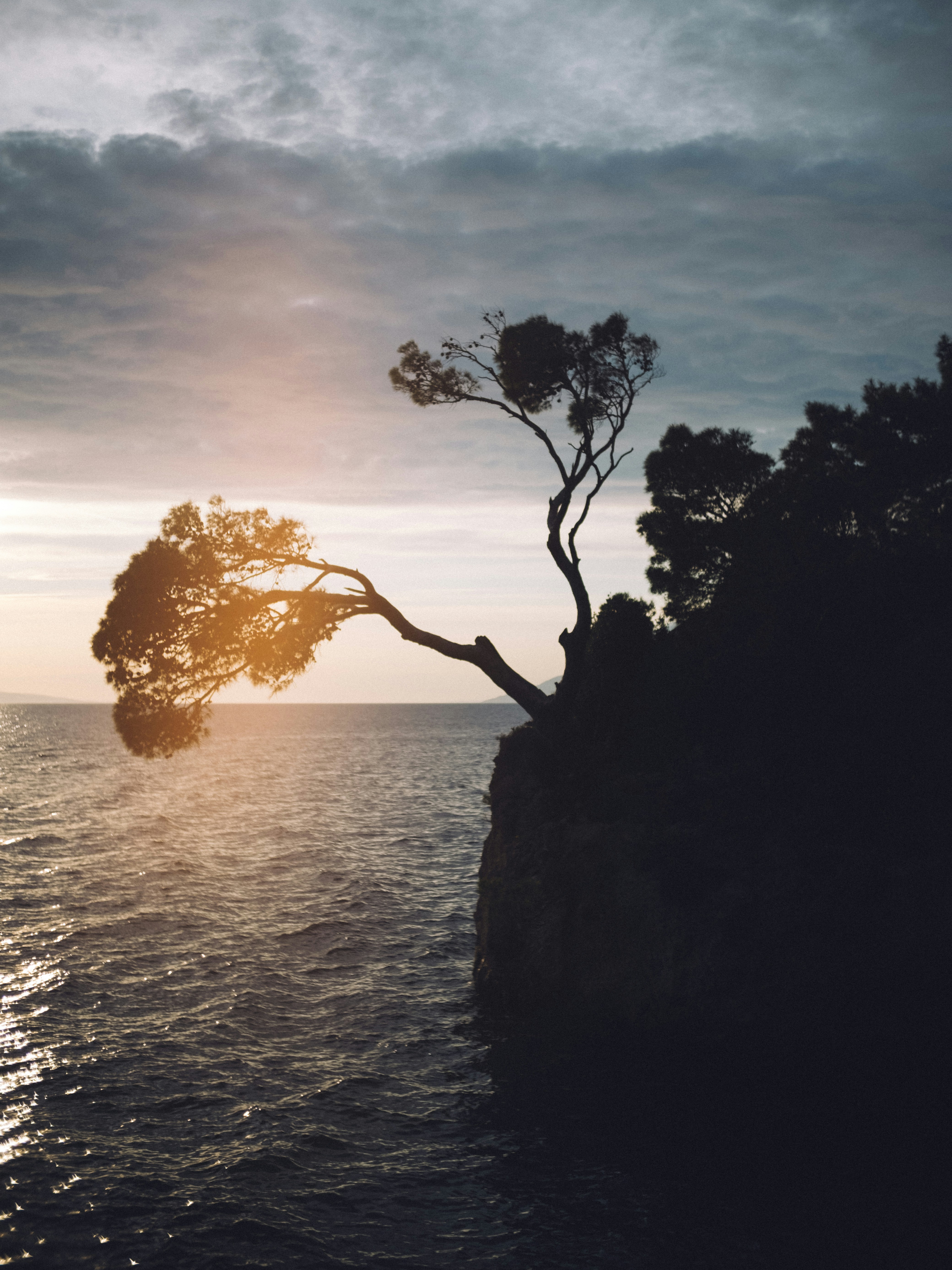 Sunset Gnarled Outcrop: A Lone Tree Reaching Over the Cliff