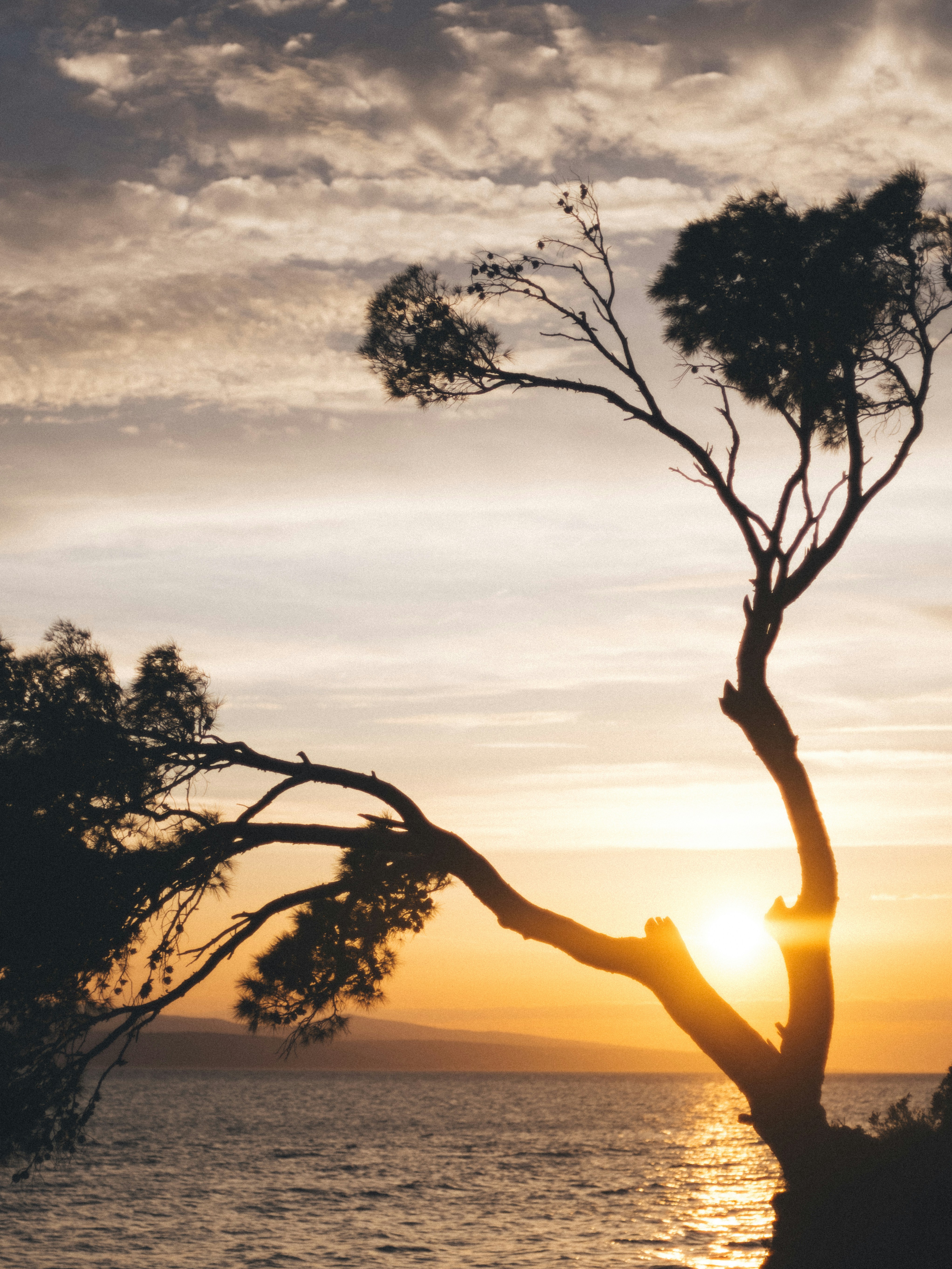 Sunlit Sylvan Gnarled: A Wind-Sculpted Tree at Dusk by the Sea