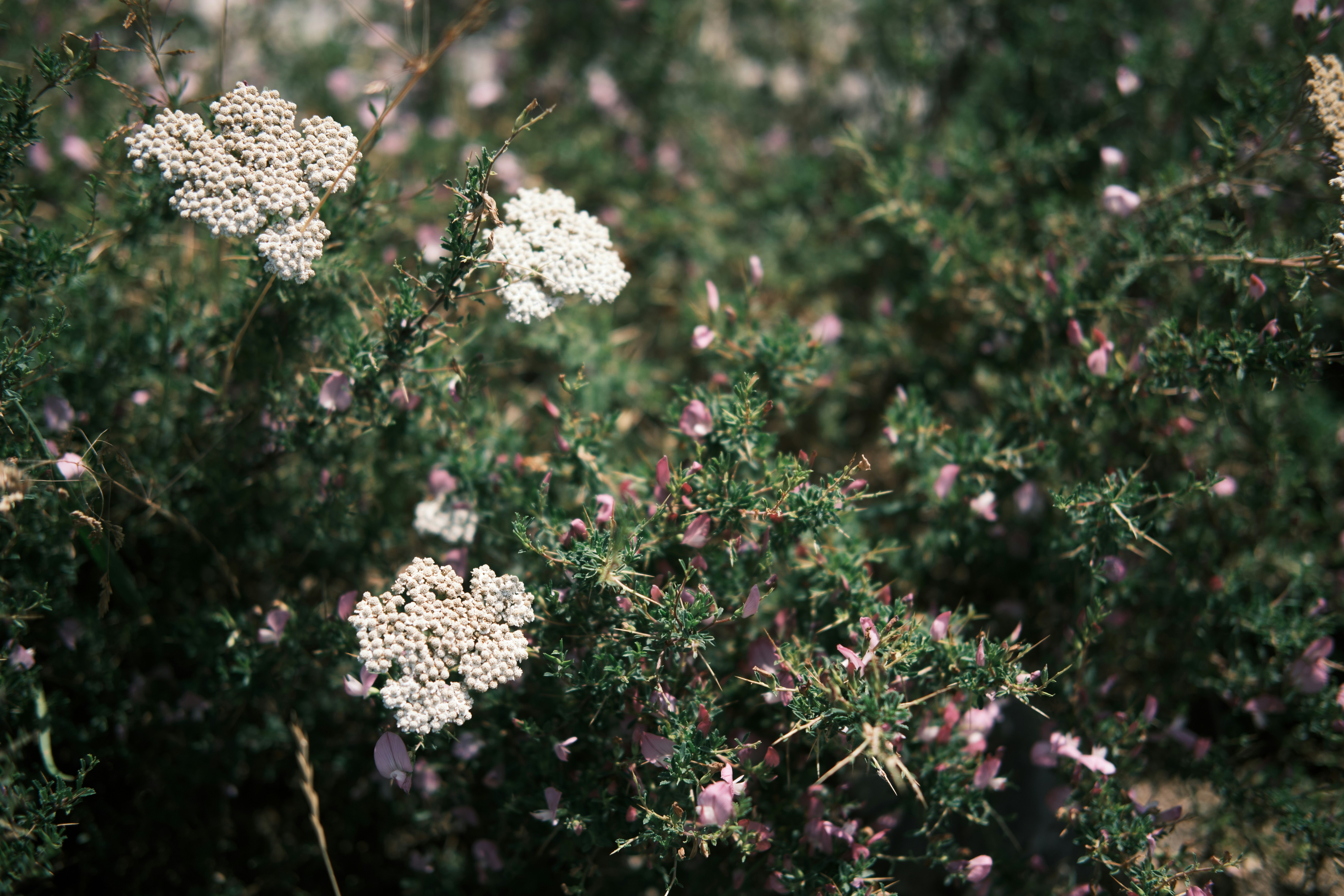 White-Flowered Umbelliferae in a Quiet Green Thicket
