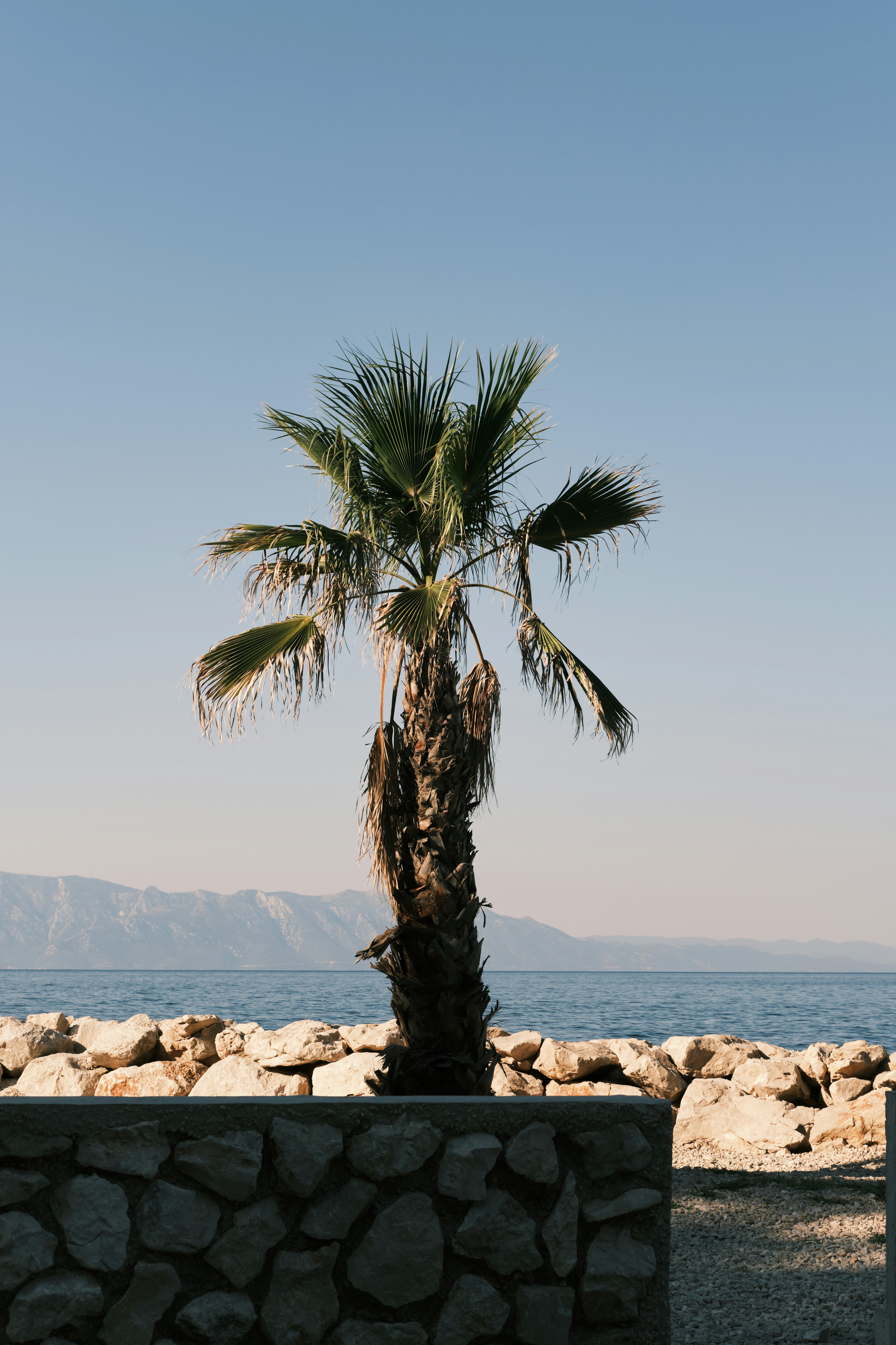 Palm Sentinel by the Sea