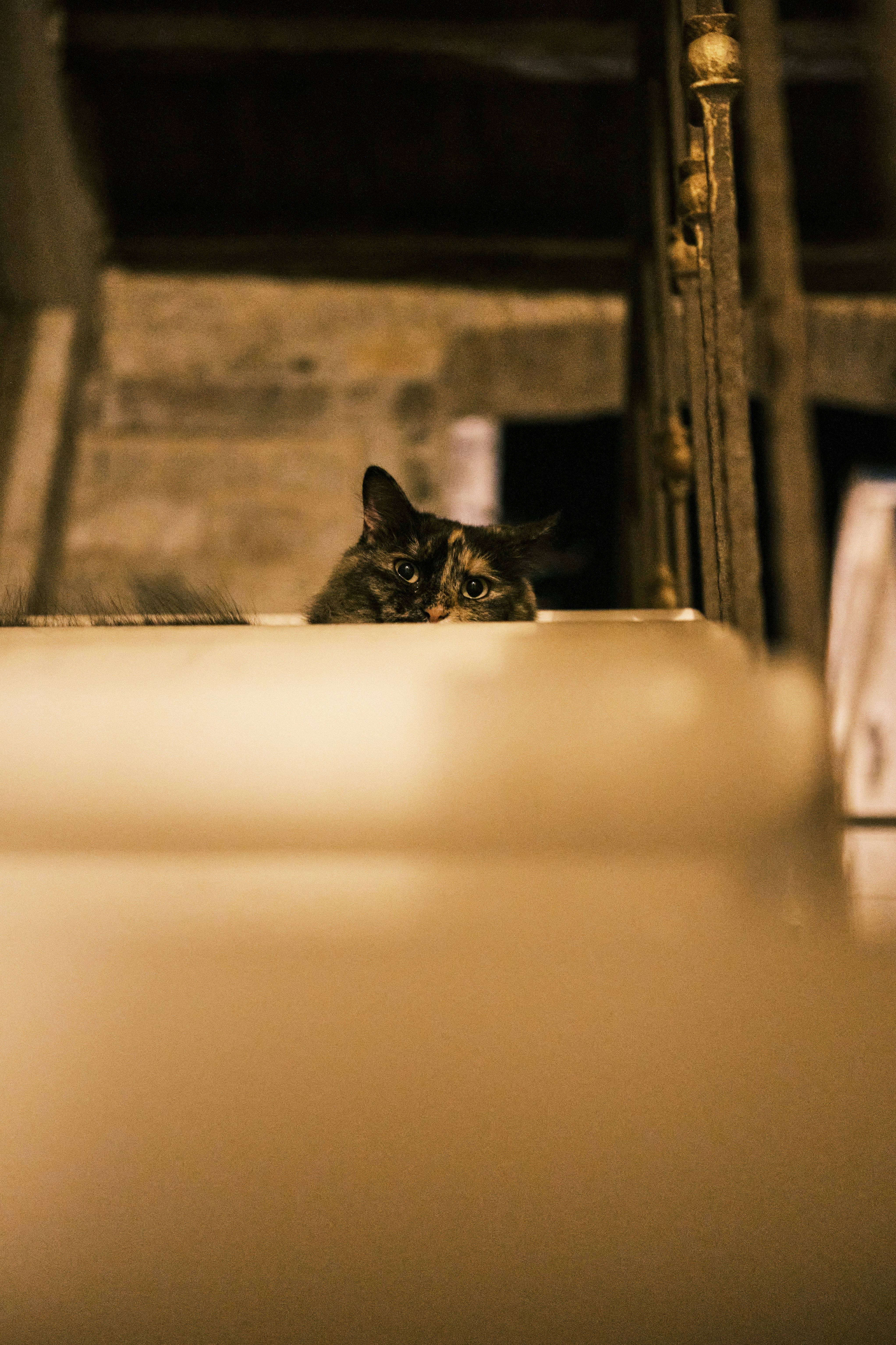 Peek from the Stairwell: A Cat's Quiet Watch