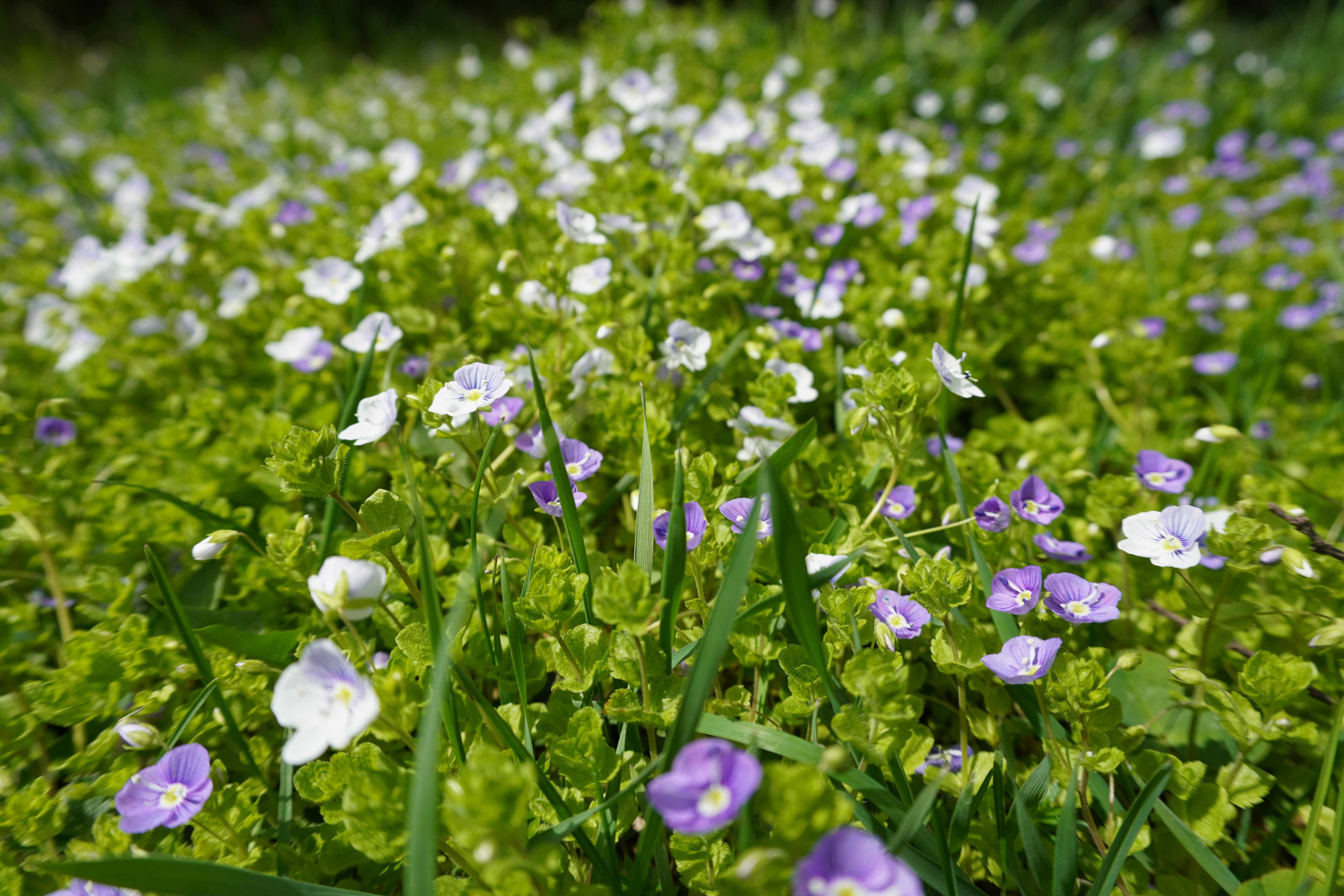 Purple Anemone Meadow in Soft Focus