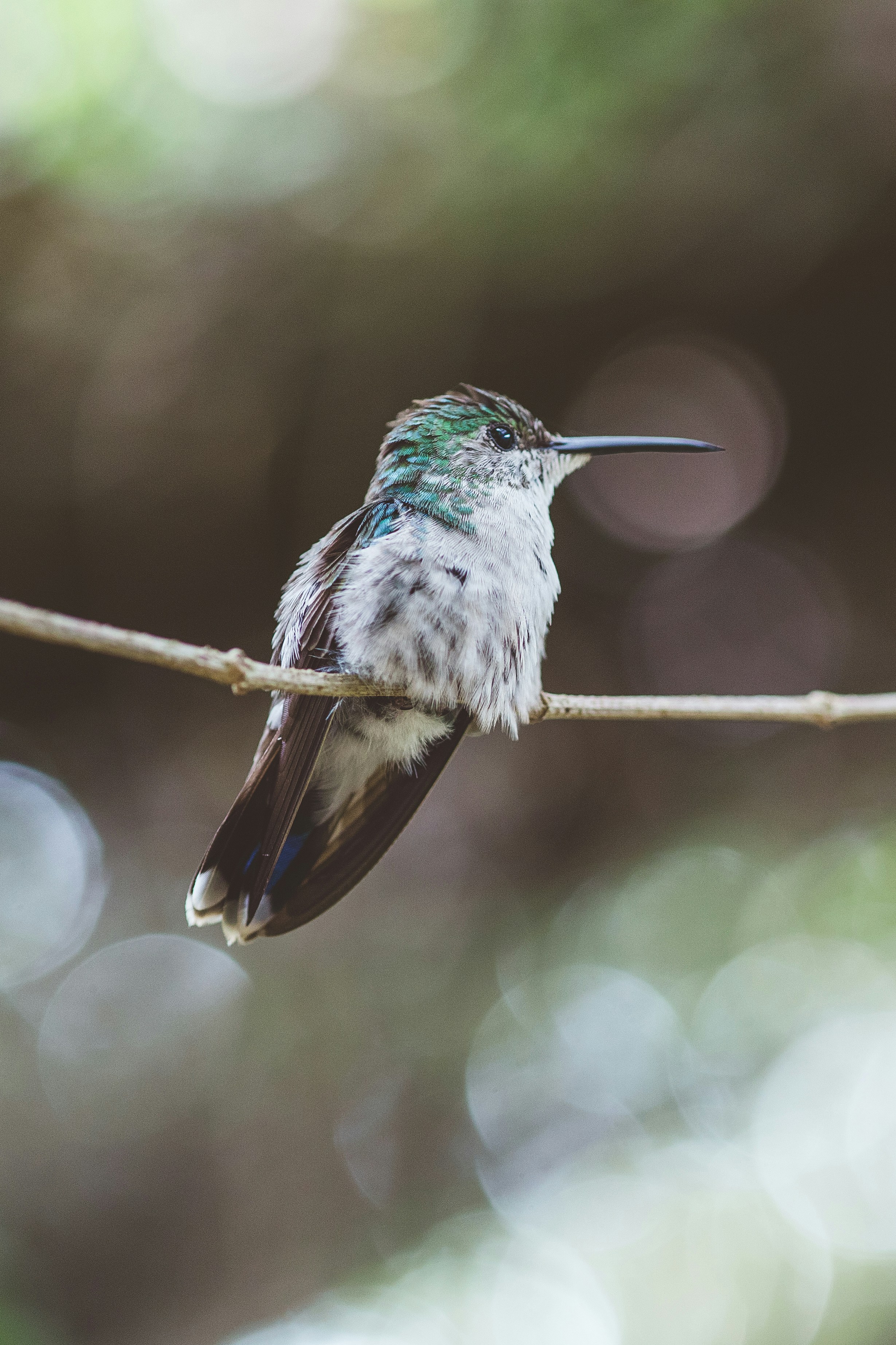 Emerald-Scaled Perch: Hummingbird in Soft Backlight