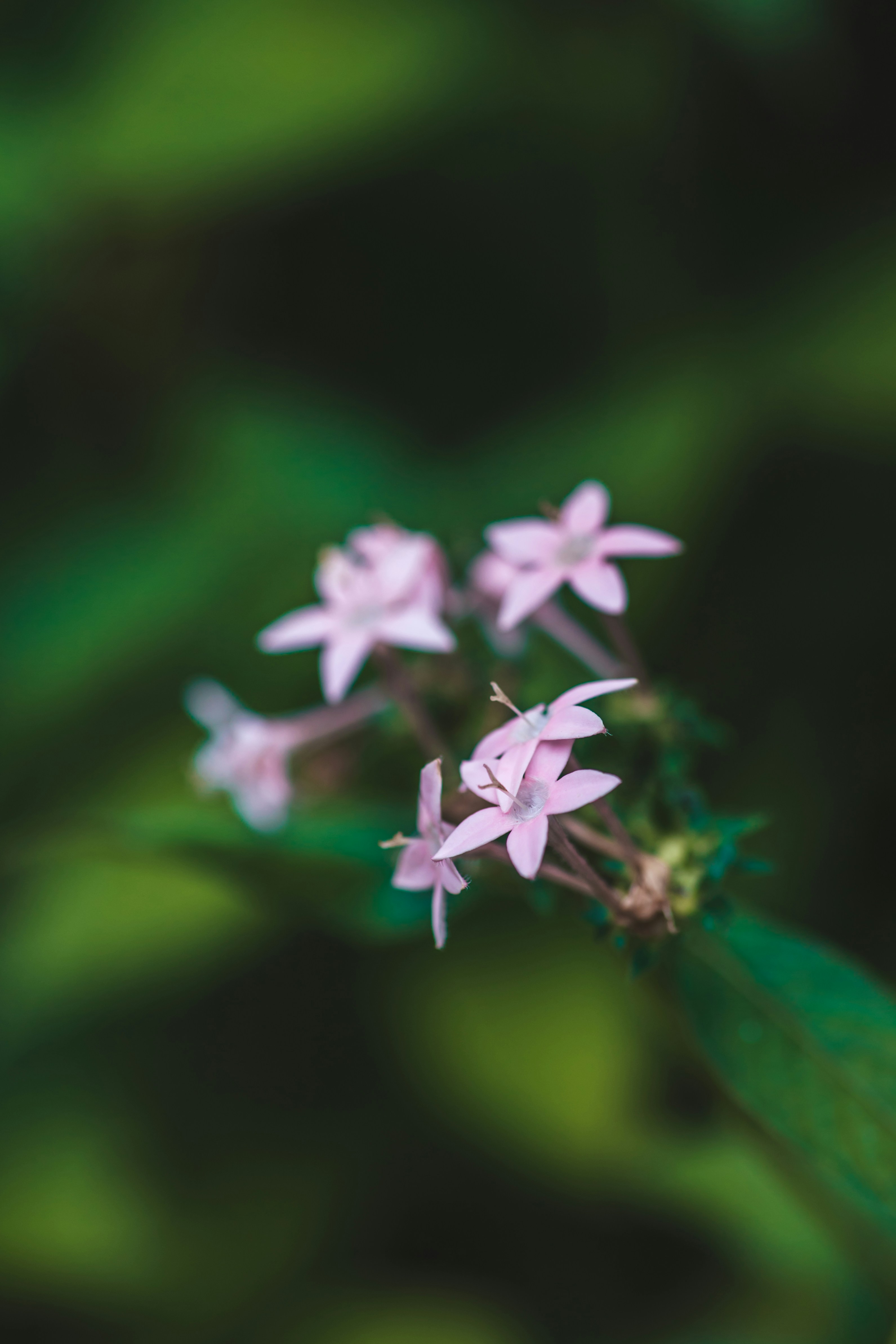 Soft Focus Bloom: Pink Corolla in Twilight Greens