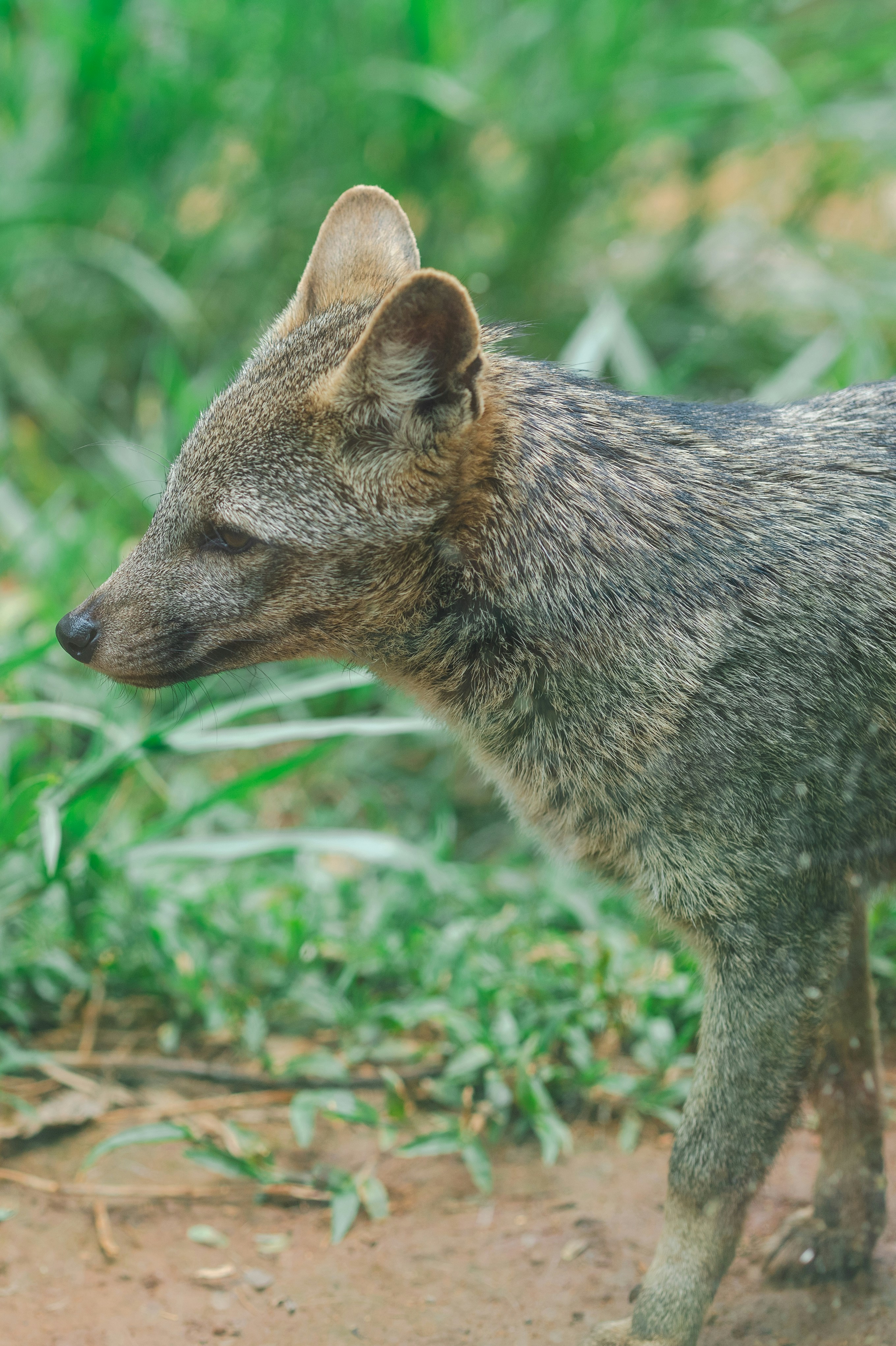 Watchful Step: Side Profile of a Wild Canid in Soft Focus Meadow