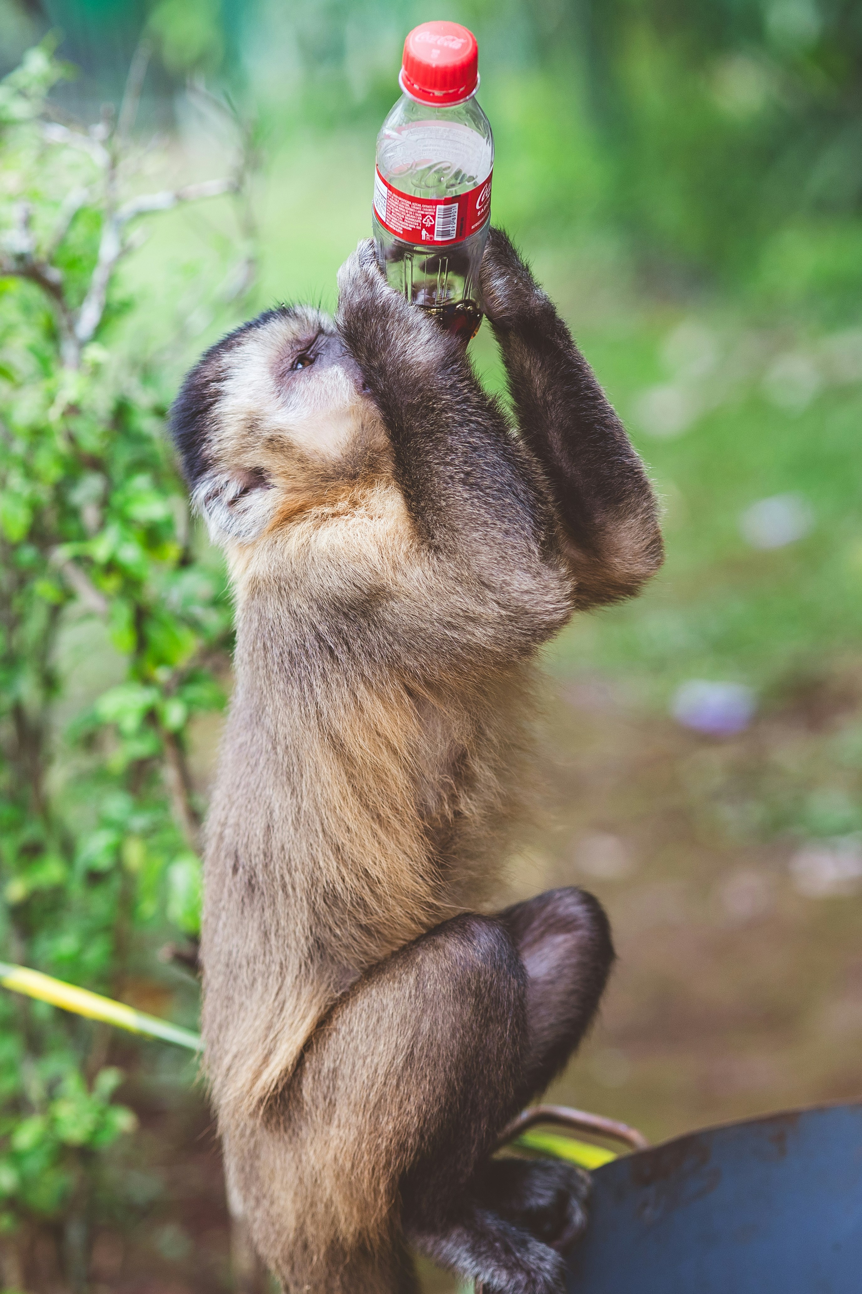 Bottle-balancing Squirrel: A Curious Closer Look at Youthful Play