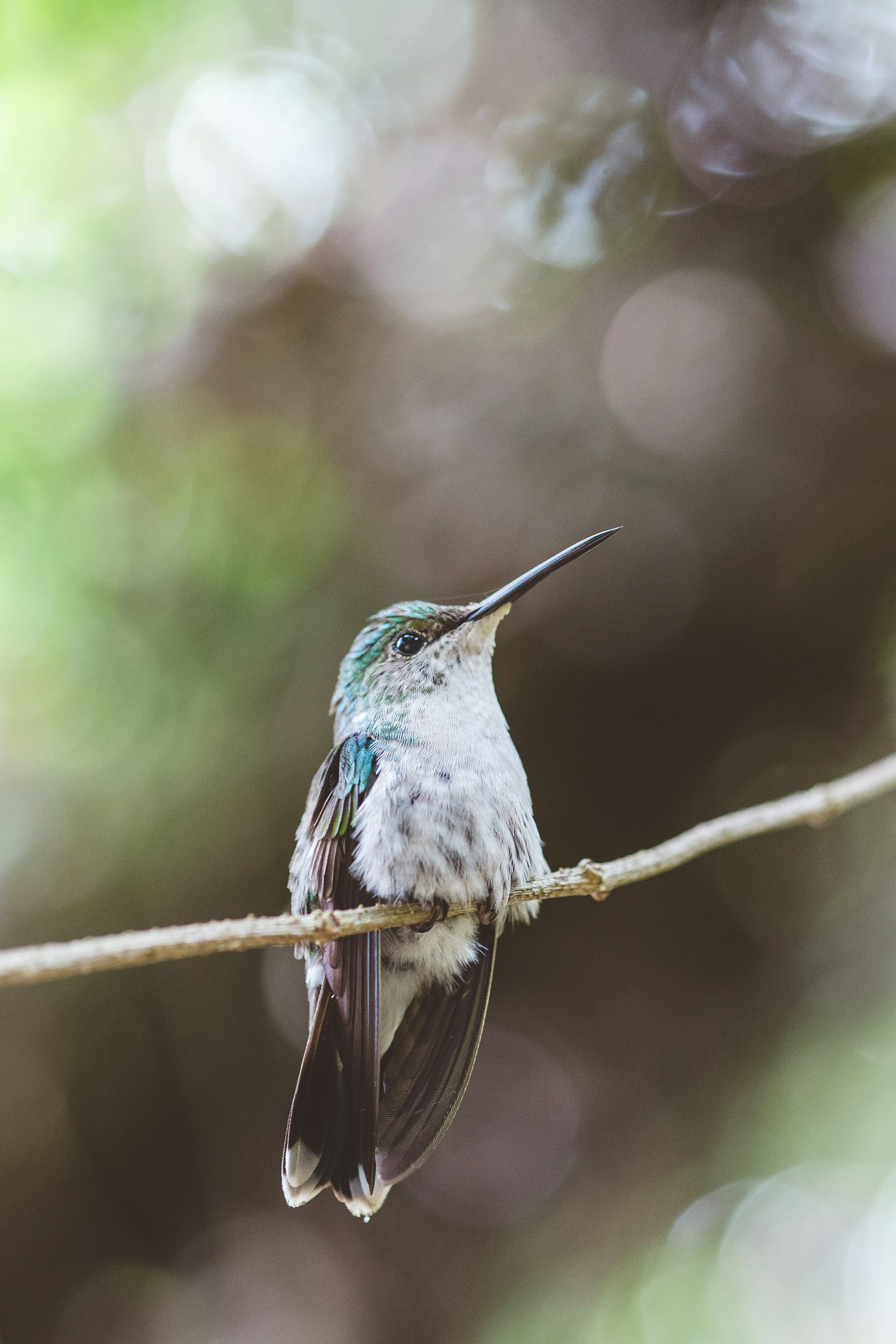 Emerald-crest on a quiet branch under dappled light