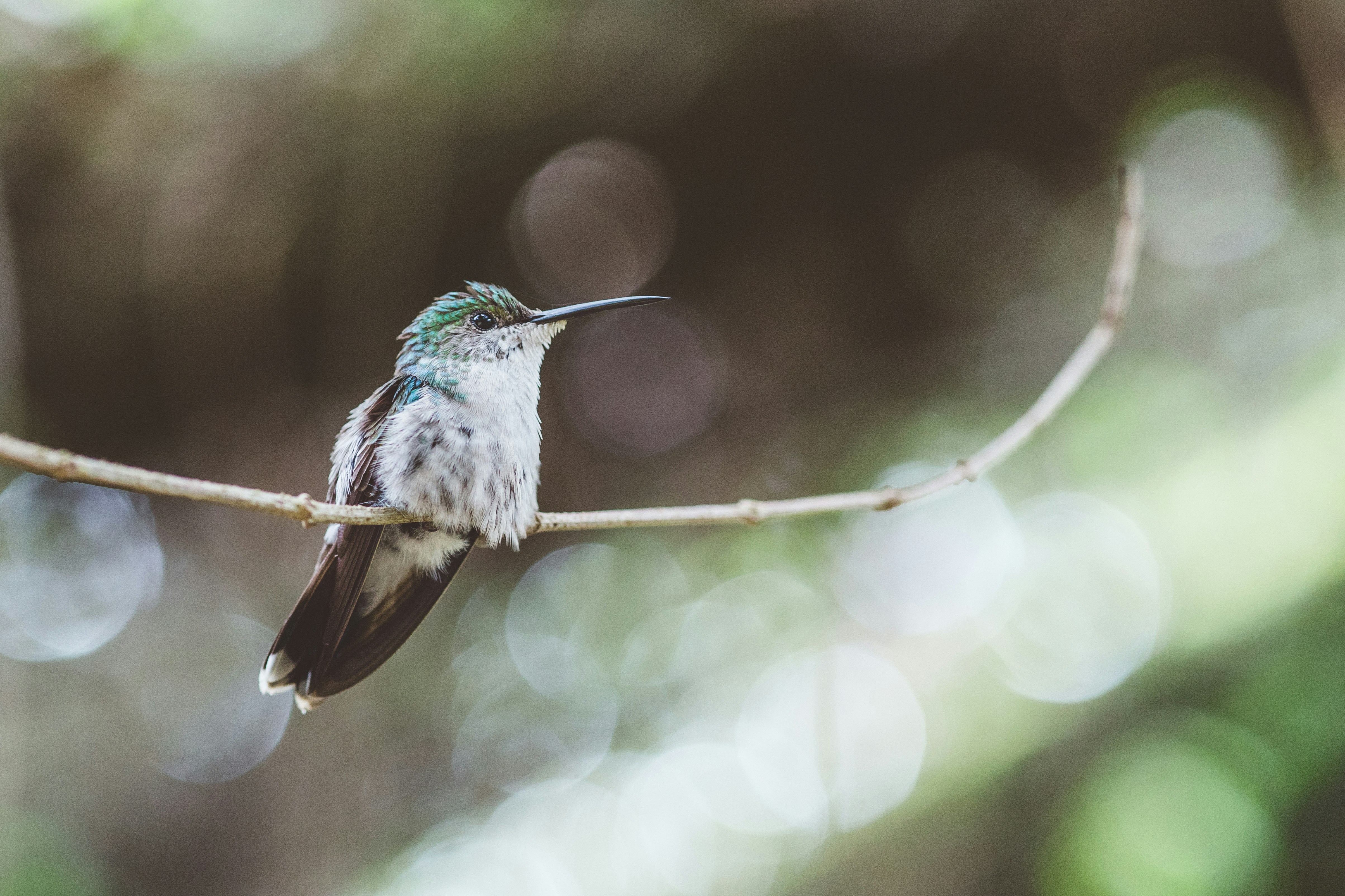 Hummingbird on a Quiet Wire: A Moment of Metallic Green Spark