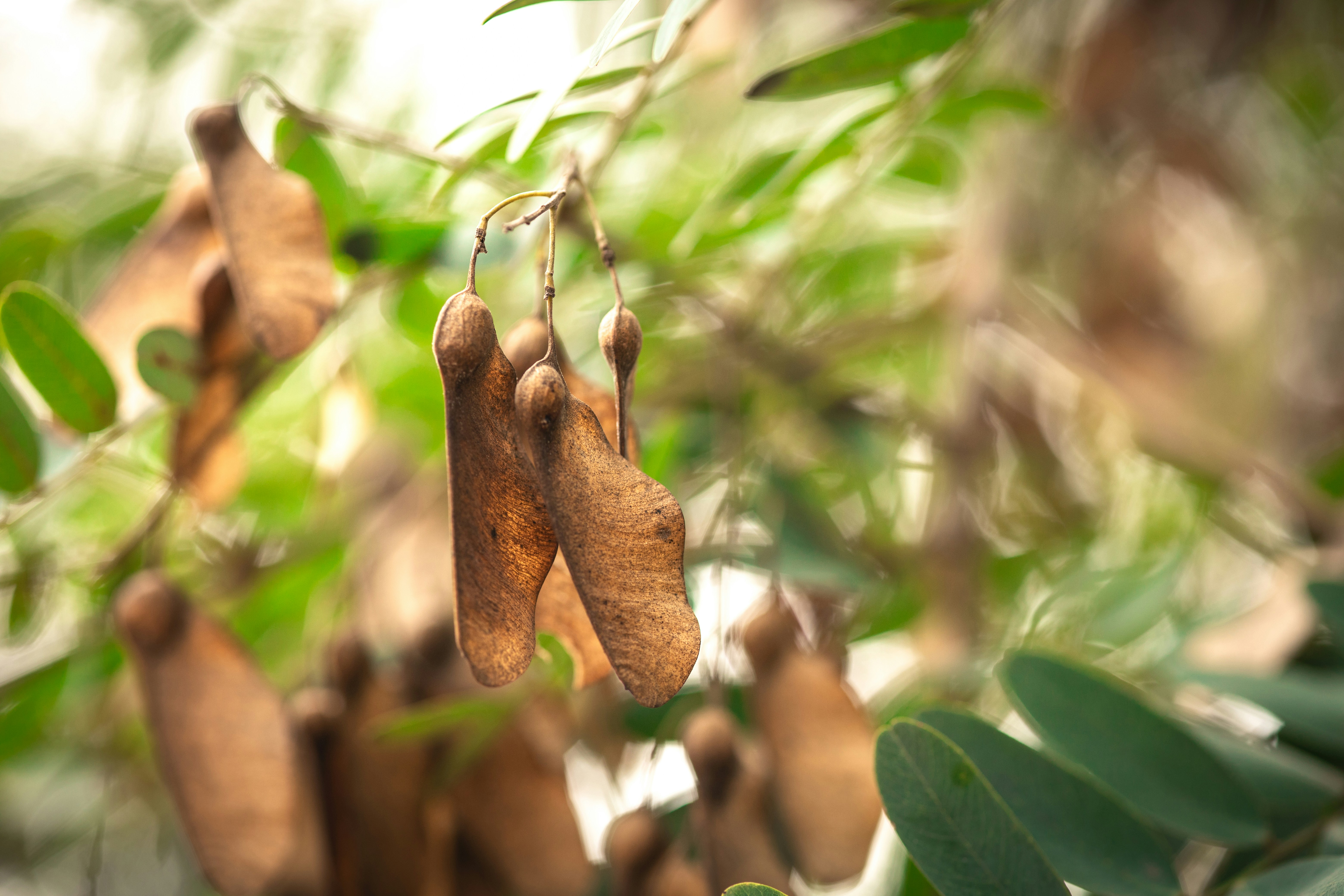 Dusty brown seed pods on a sunlit branch