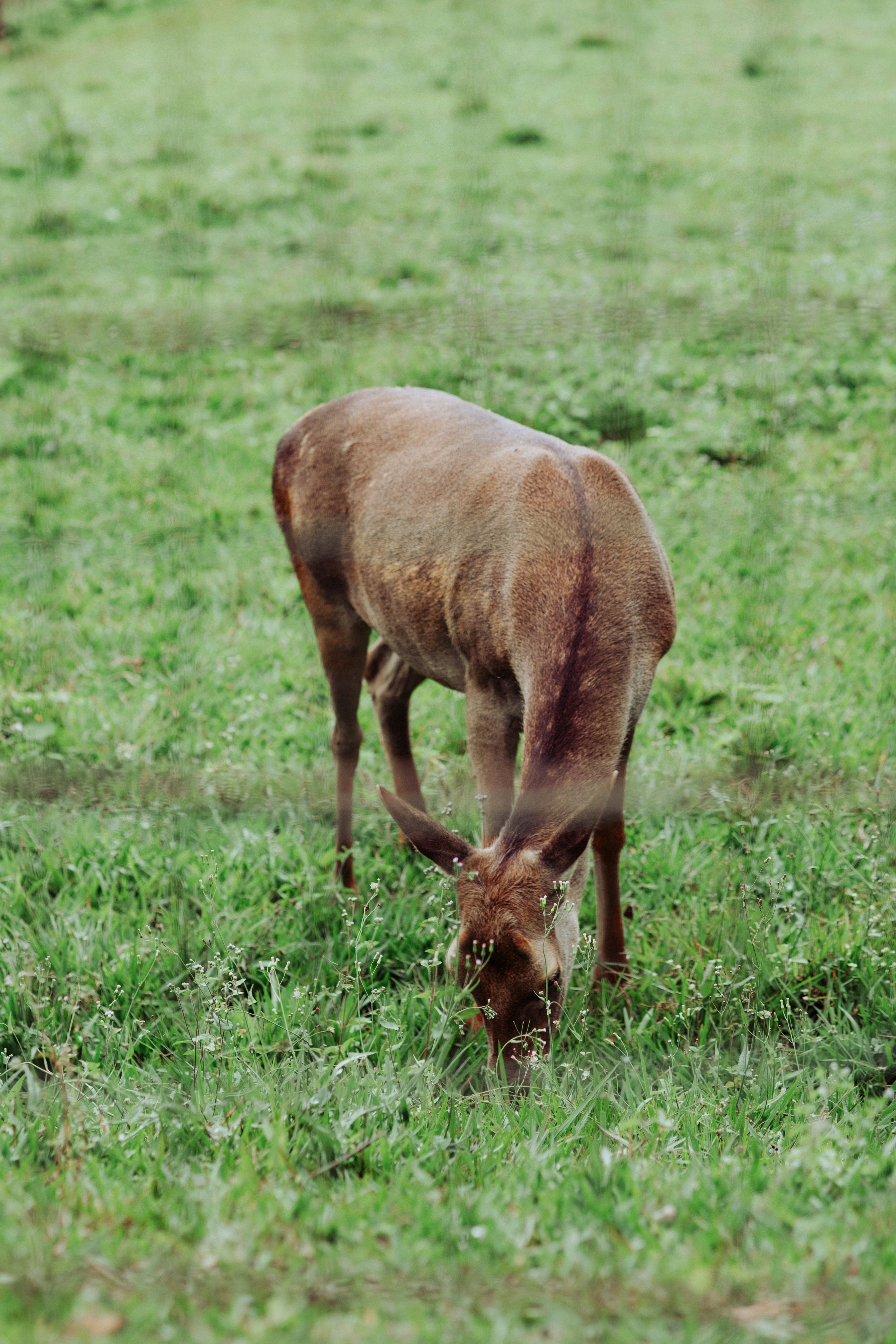 Grazing in Soft Light: A Deeress in a Meadow