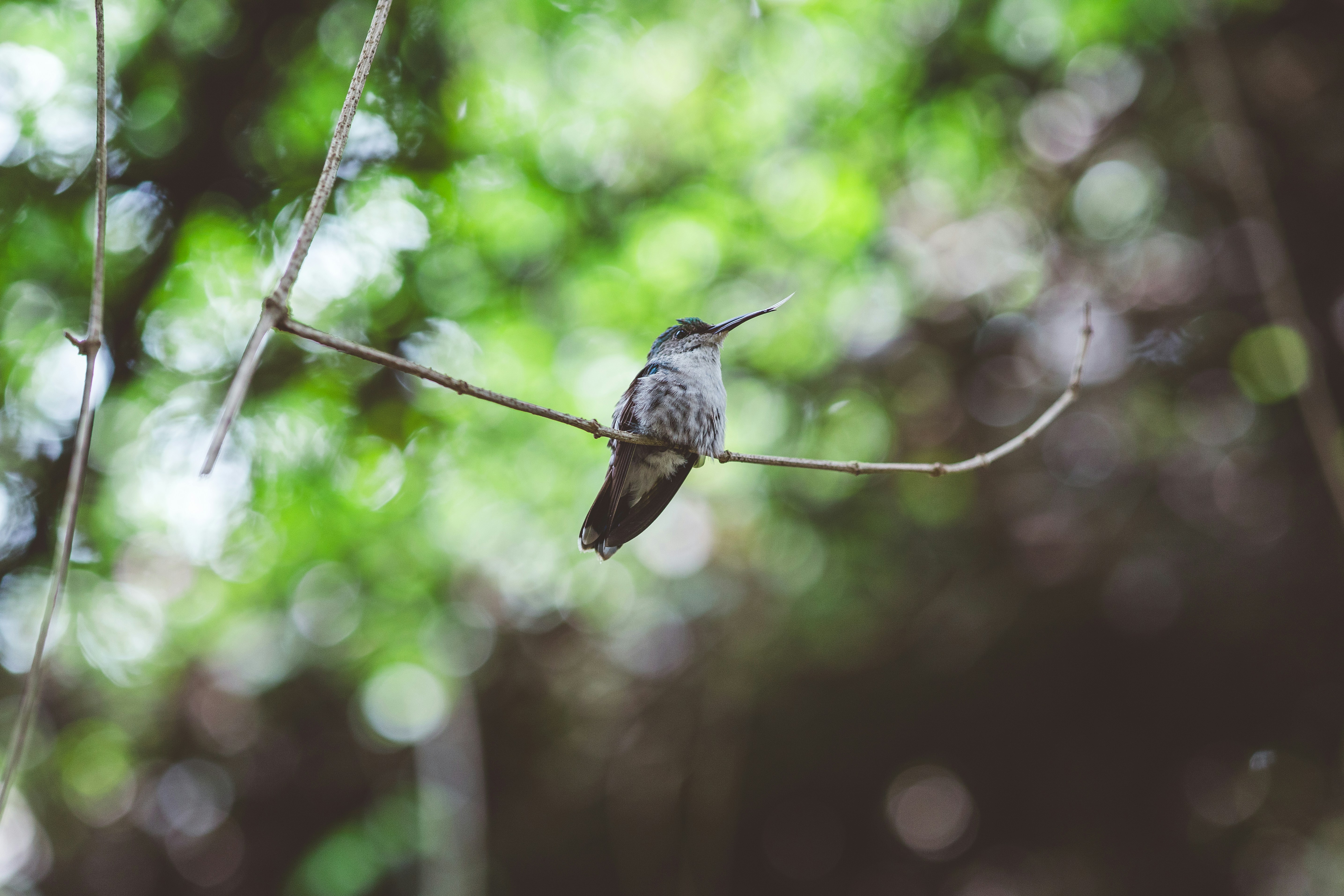 Hummingbird Perch: a solitary moment on a slender branch