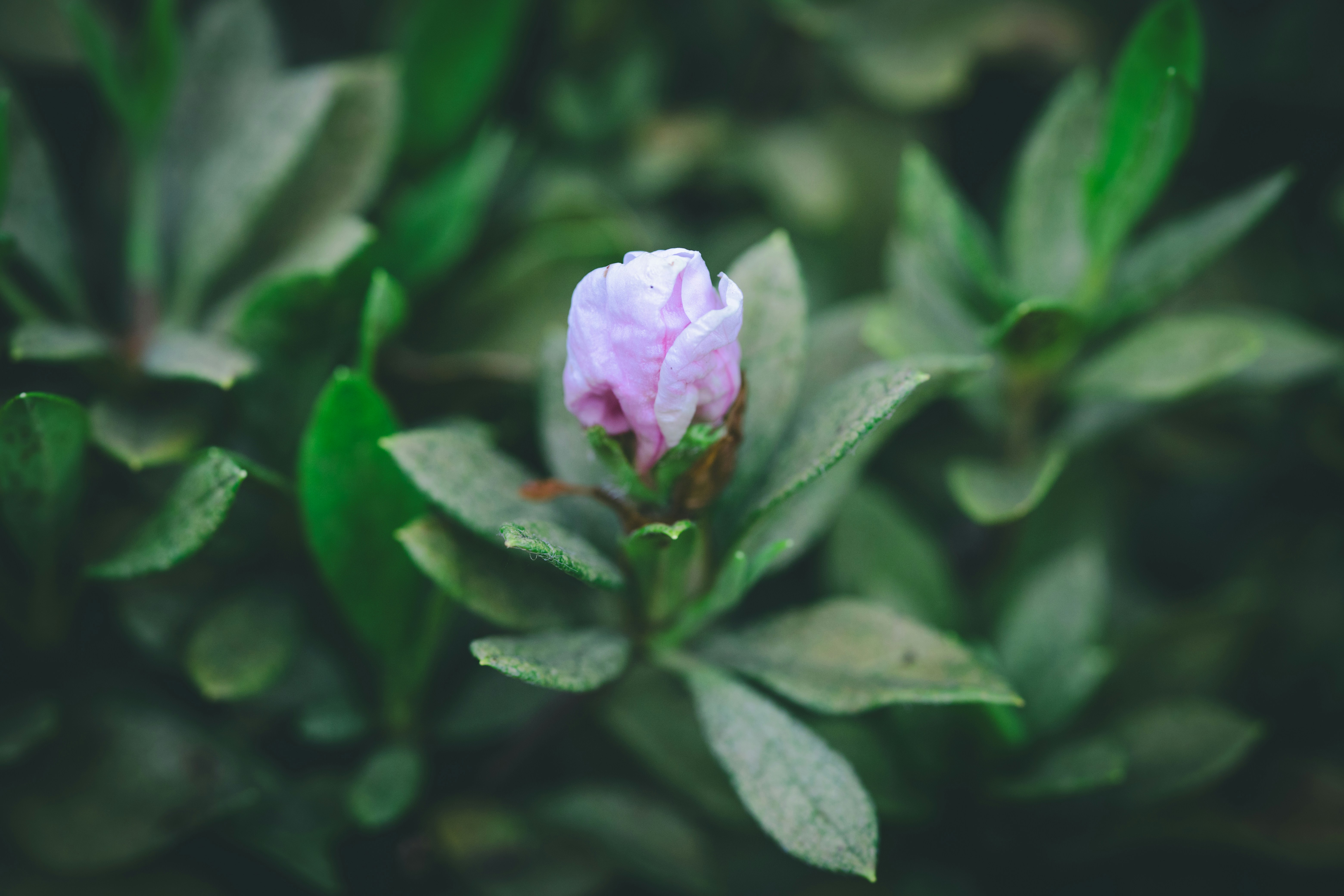Pink Bud Pierced by Morning Light Amid Green Hosts