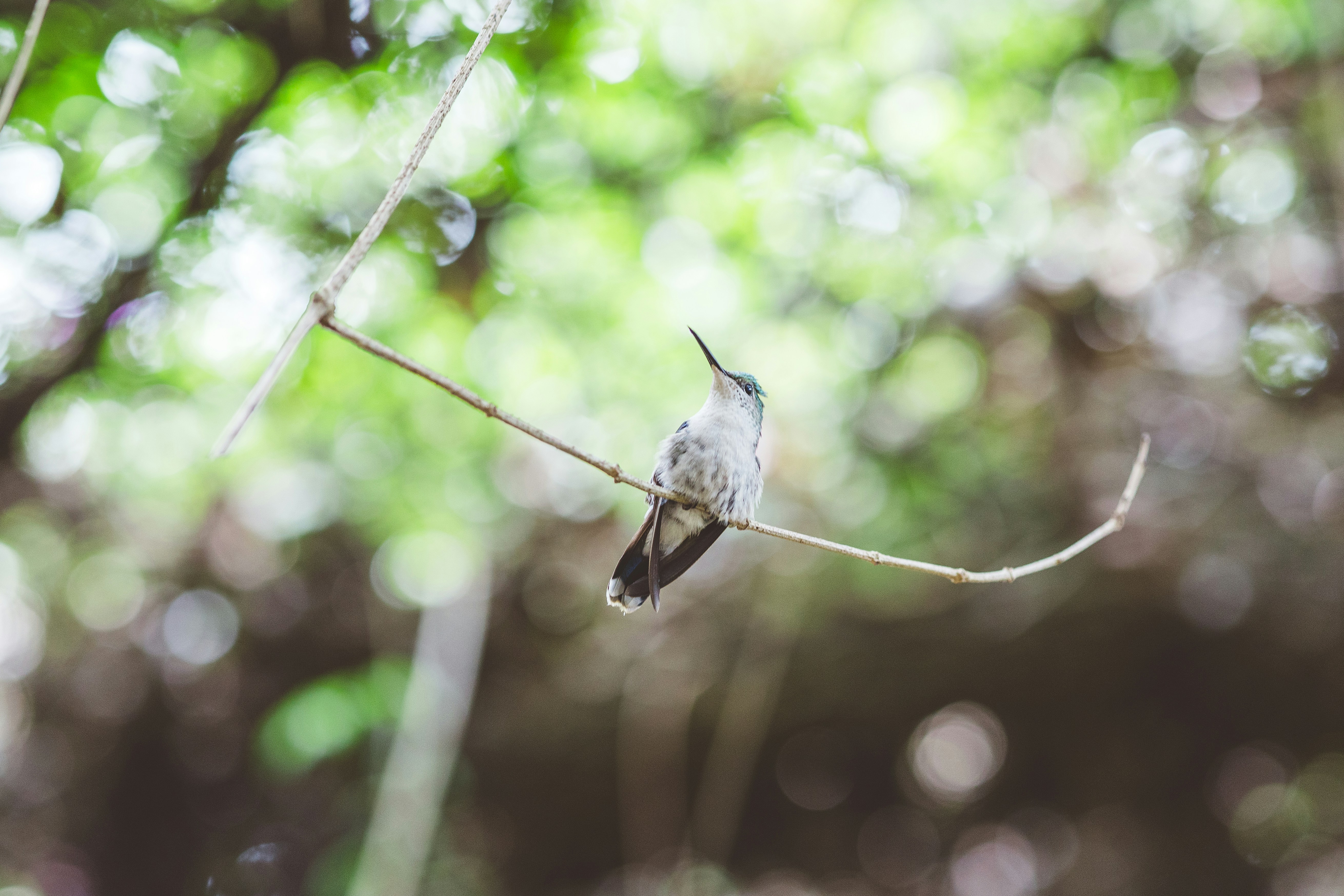 Tiny Hummer on a Quiet Twig