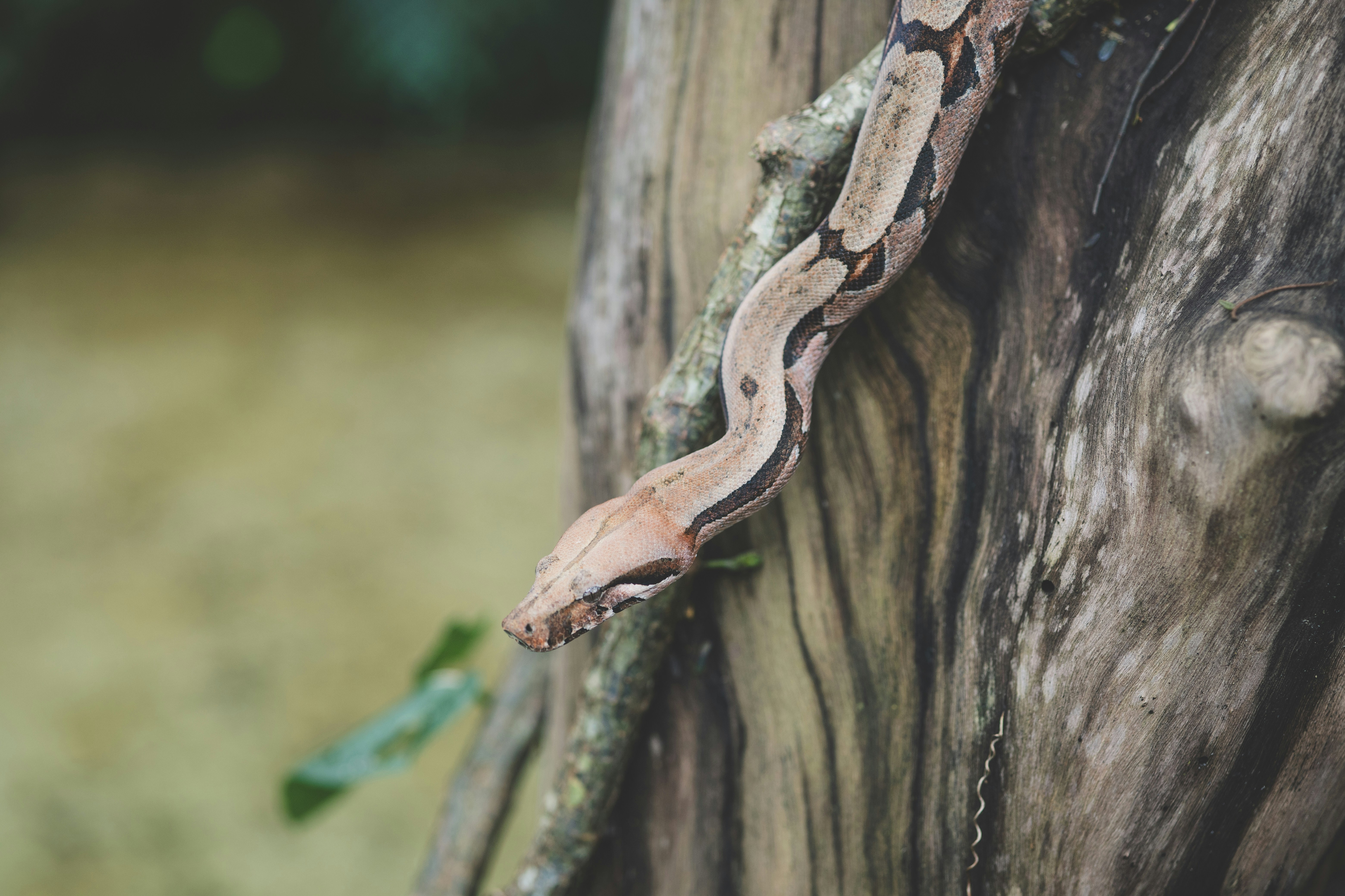 Brown Snake on Tree Bark: A Quiet Moment in the Forest