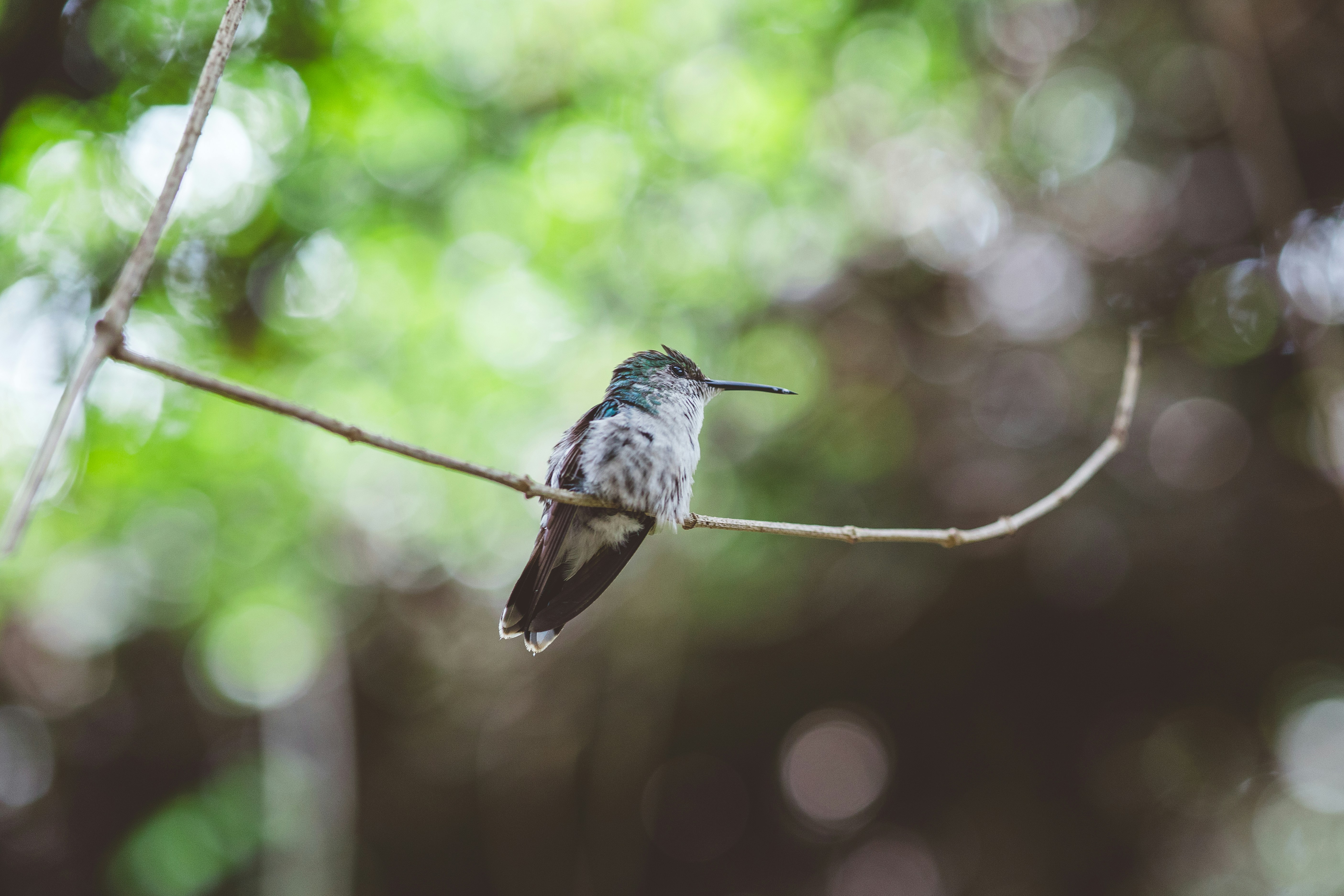 Hummingbird on a Quiet Branch, Dappled Green Backdrop