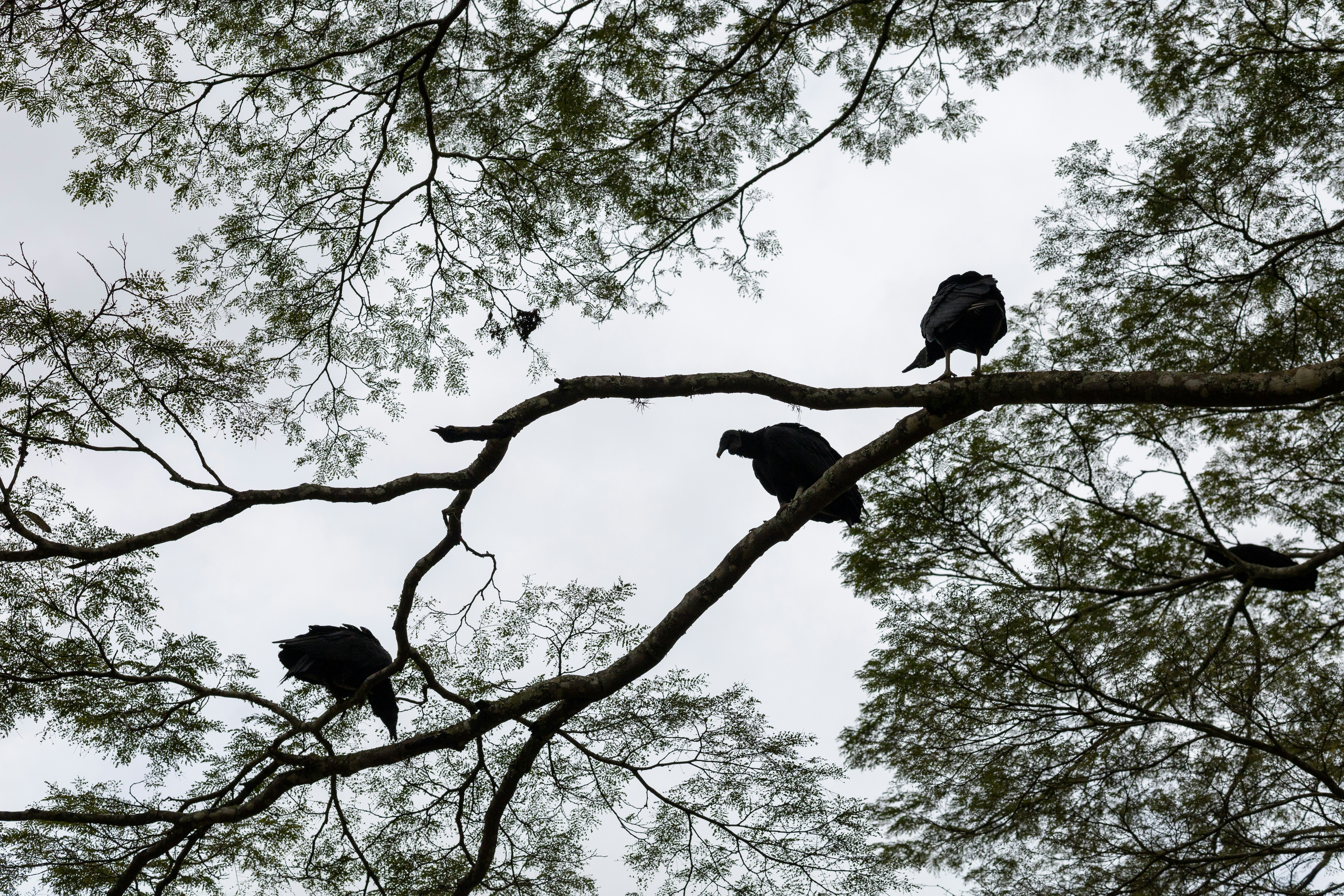 Cascading silhouettes: crows perched on a weathered branch beneath a pale sky