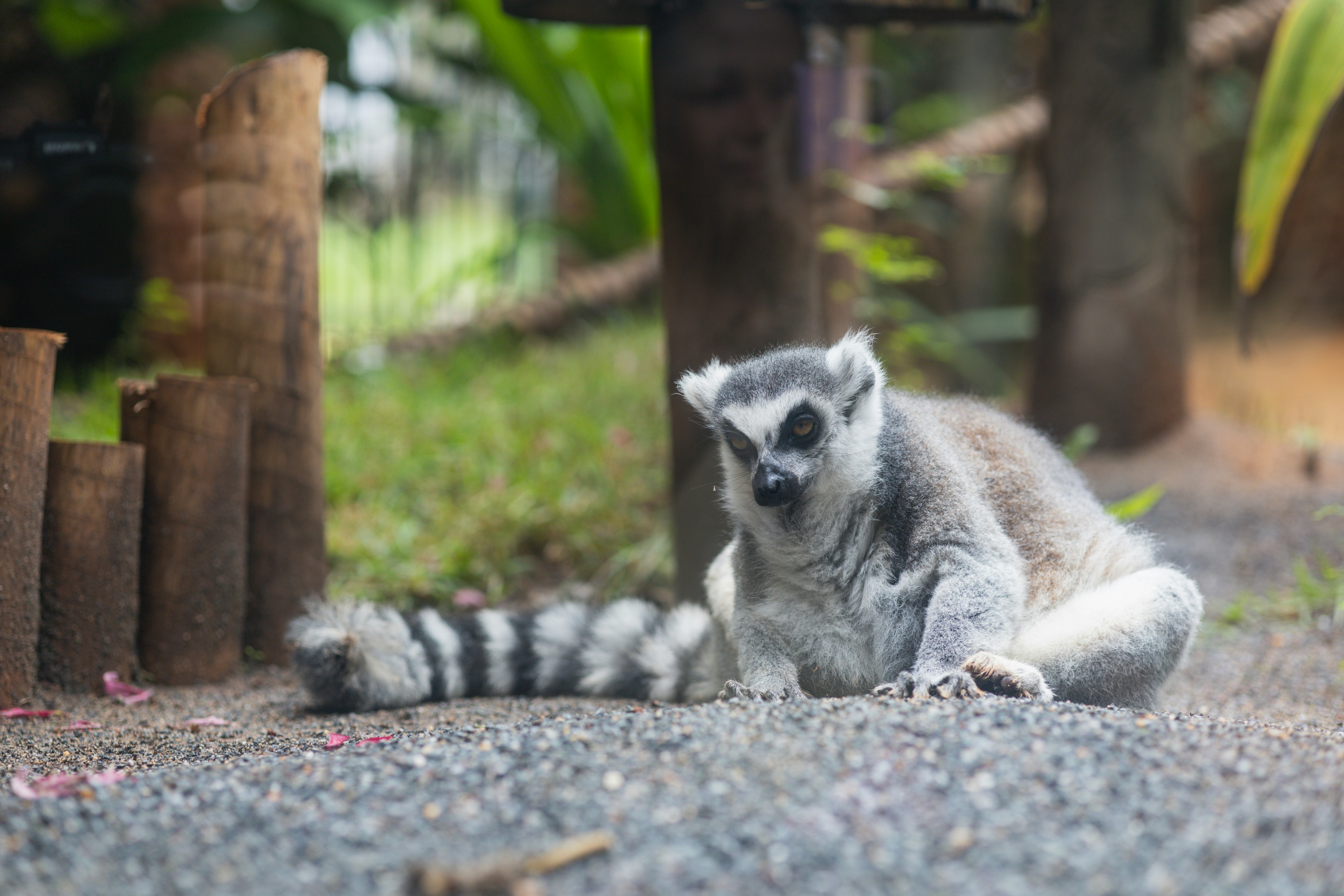 Curious Lemur at Rest: A Gentle Moment in the Enclosure