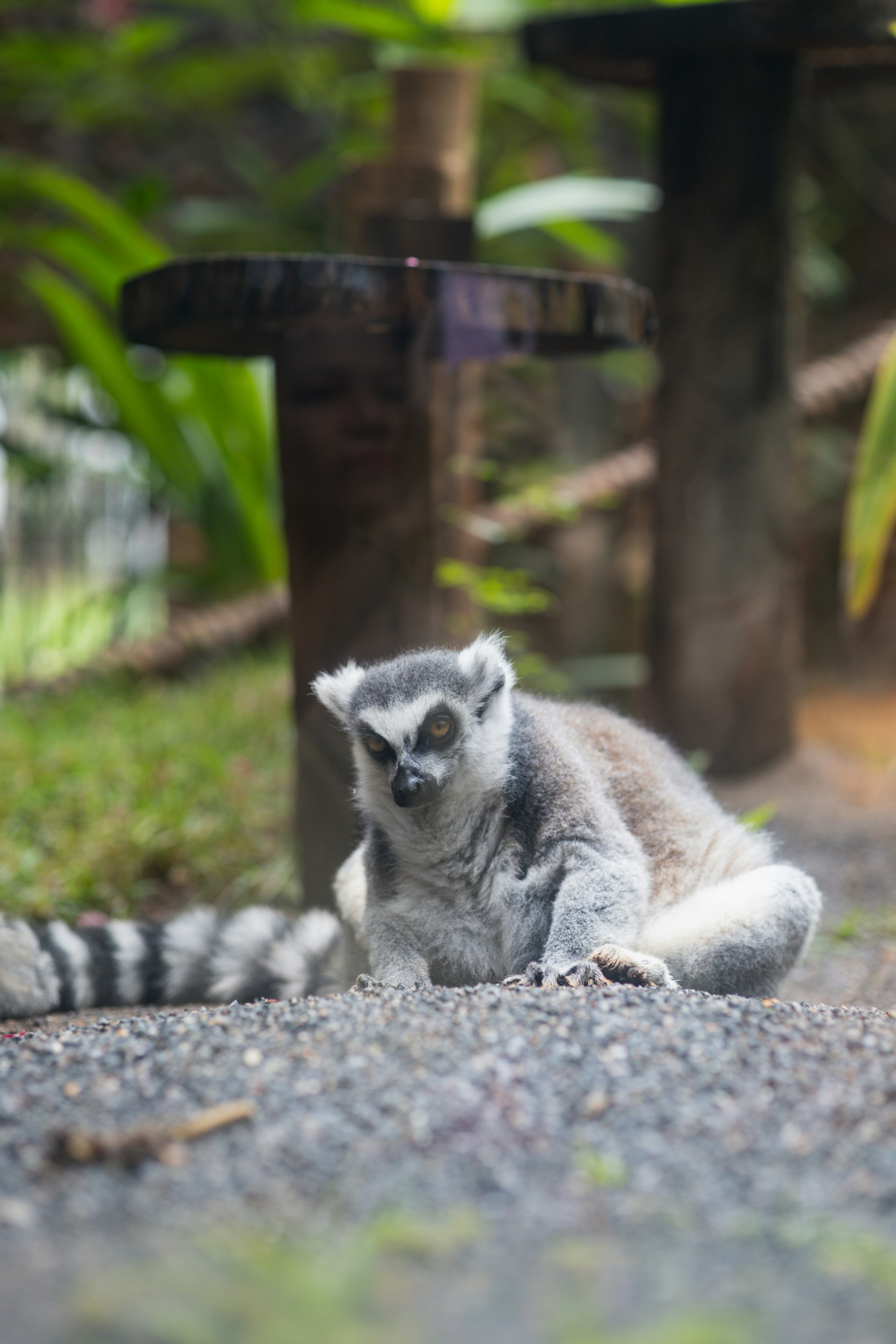 Ring-tailed Lemur in Soft Focus Rest near a Weathered Seating Post