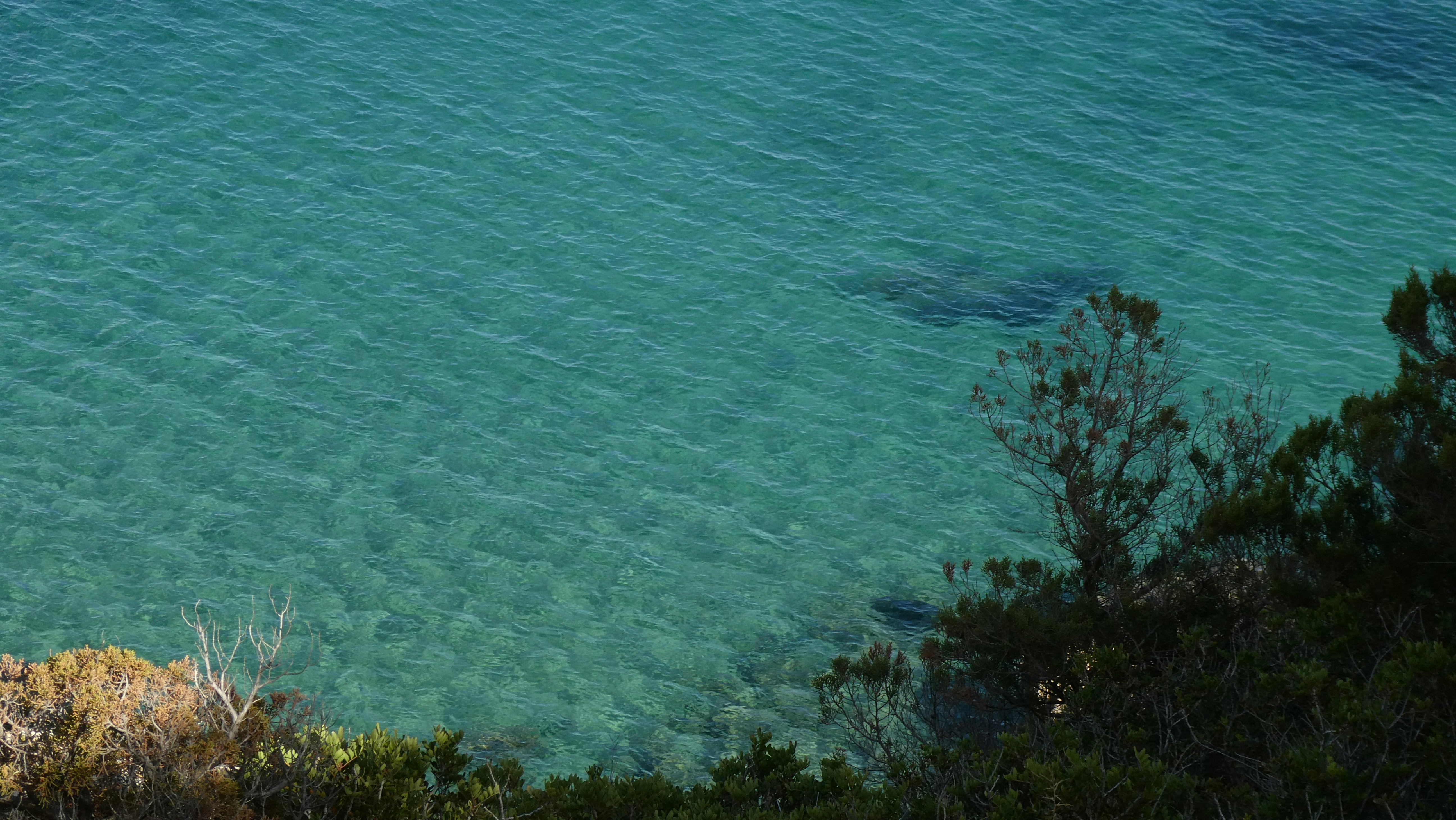 Emerald shoreline beneath sunlit pines