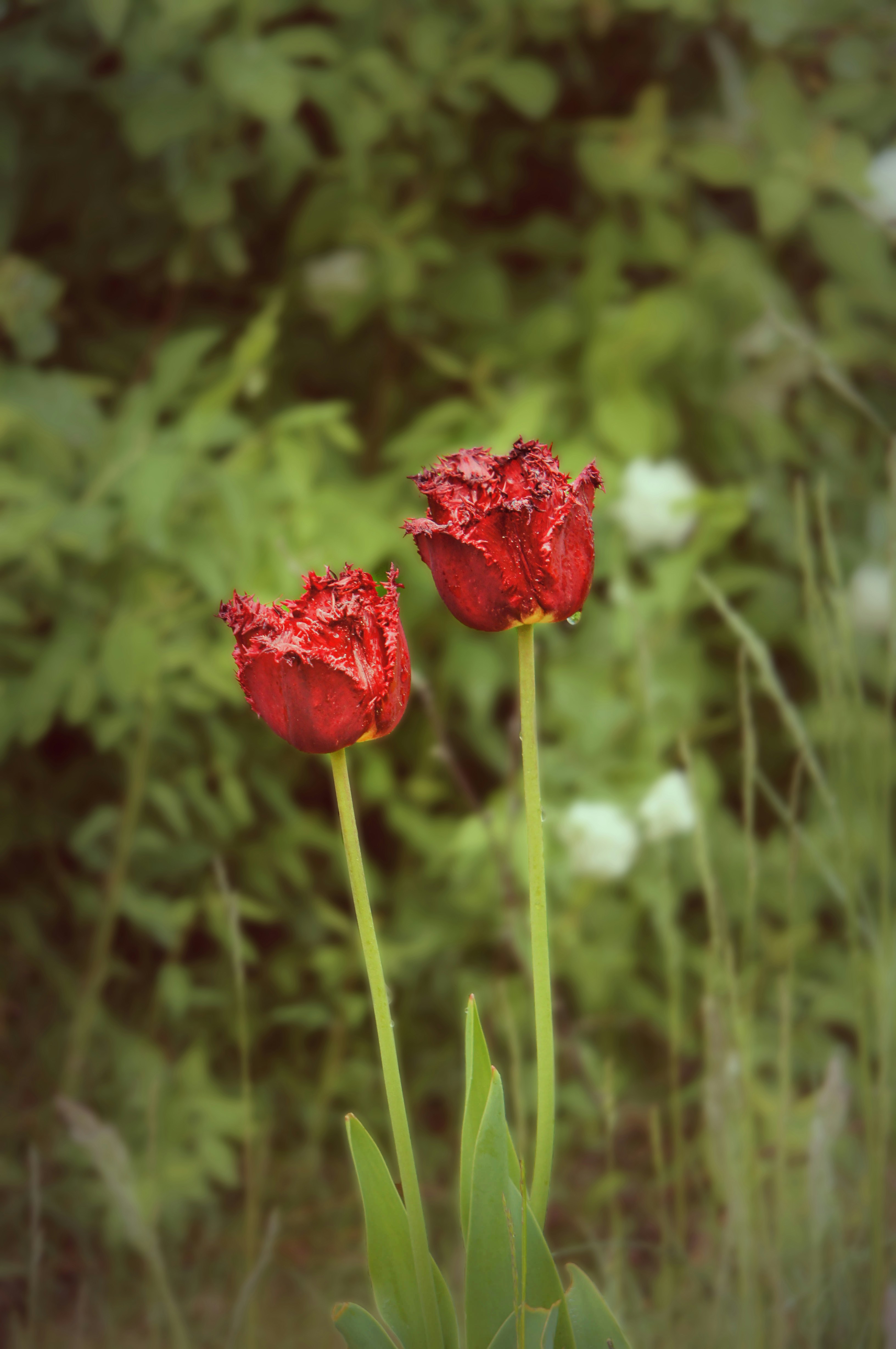 Two Crimson Tulips in a Quiet Meadow