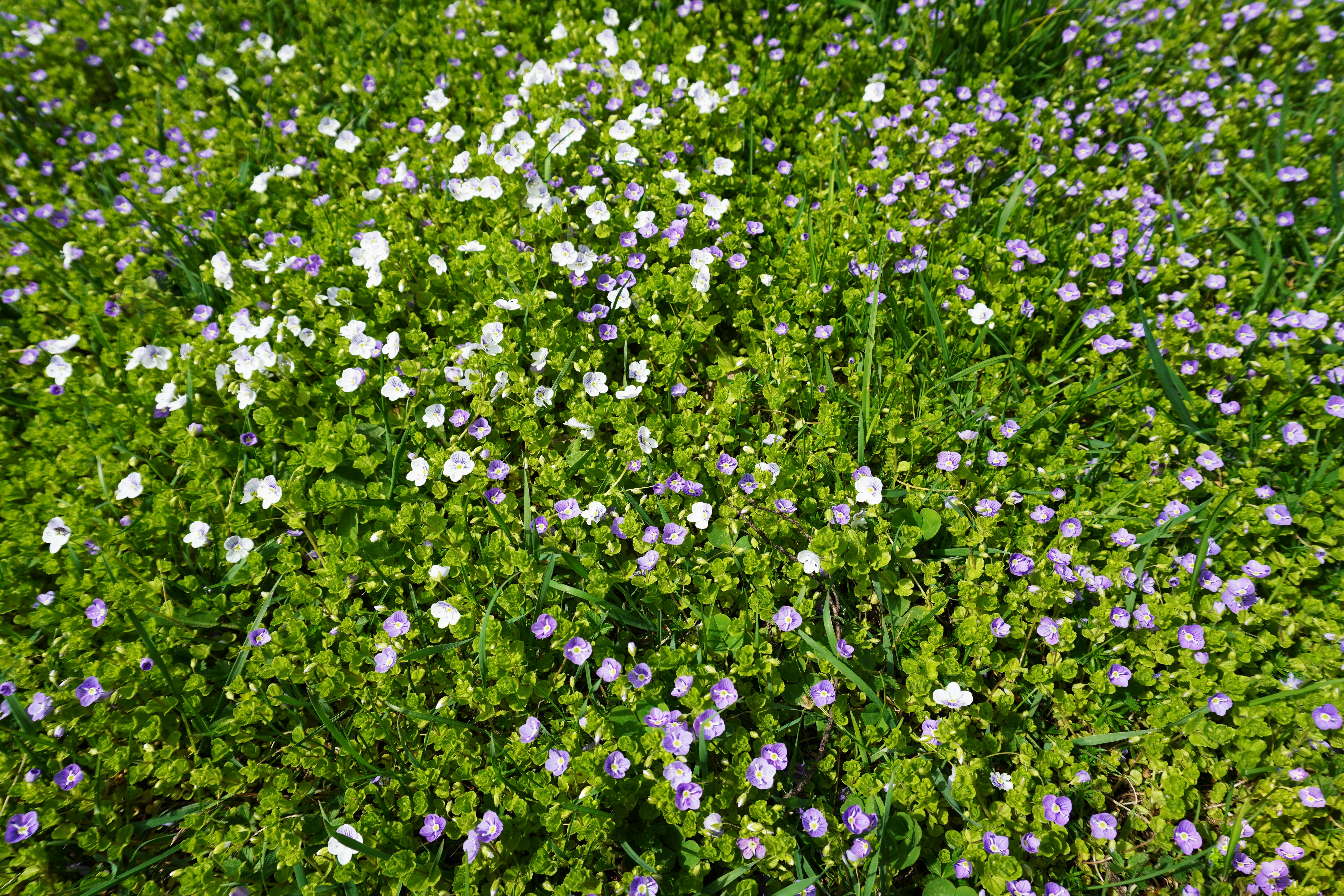 Field of Tiny Blooms: Lavender-white Sprinkles Across Green Carpet