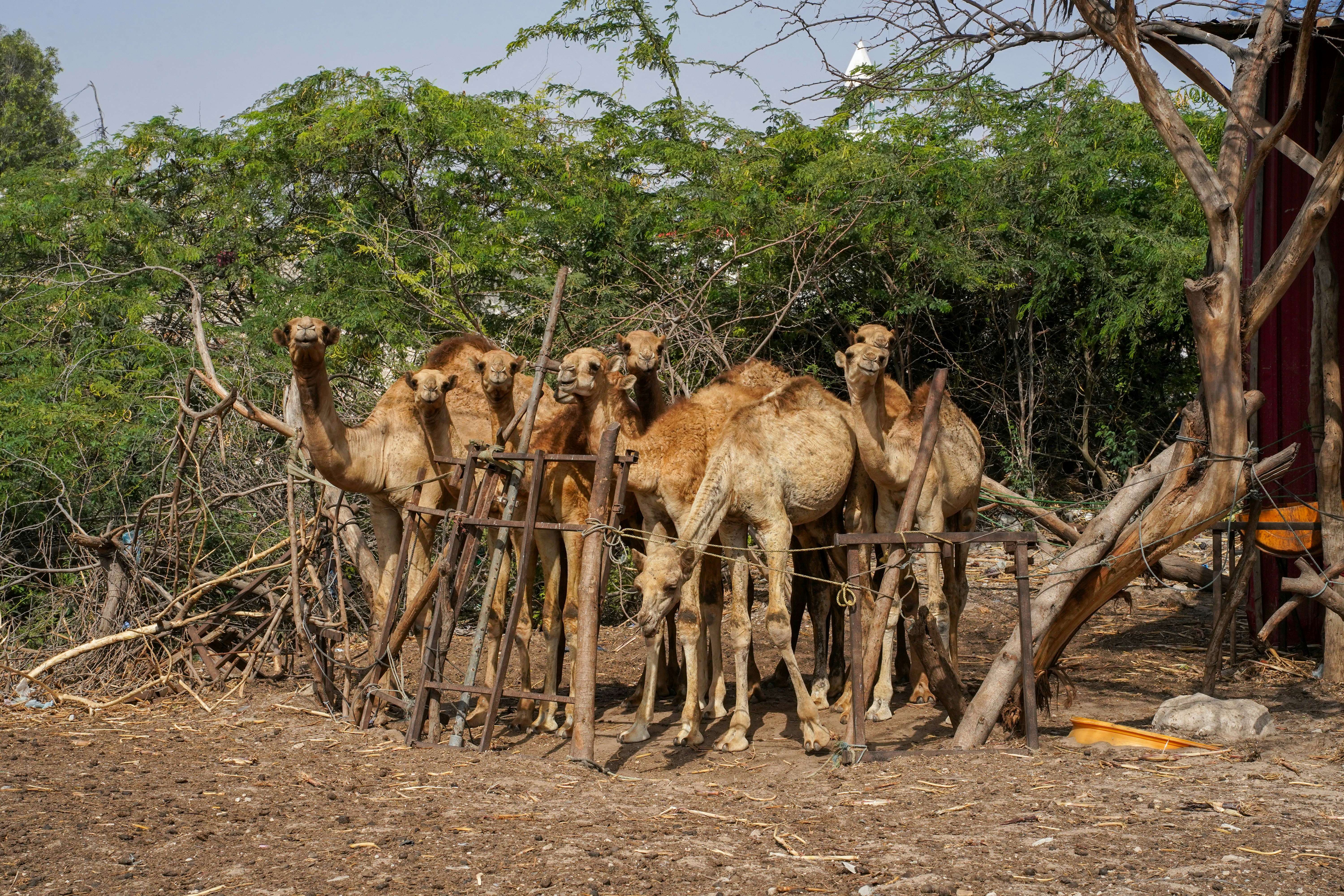 Salvaged Caravan: Camels Resting Behind a Damaged Fence