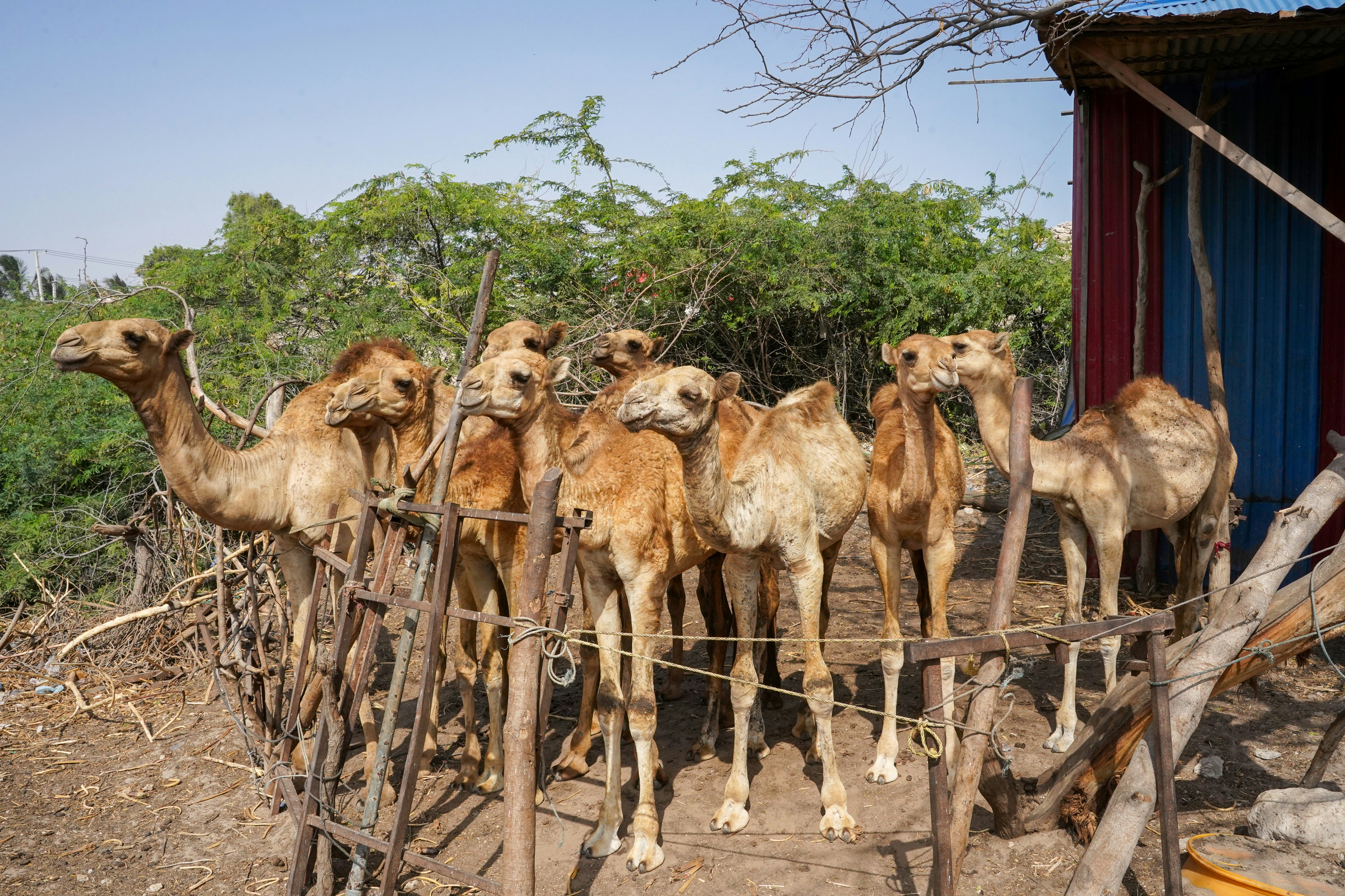 Line of Camels at the Corralling Fence