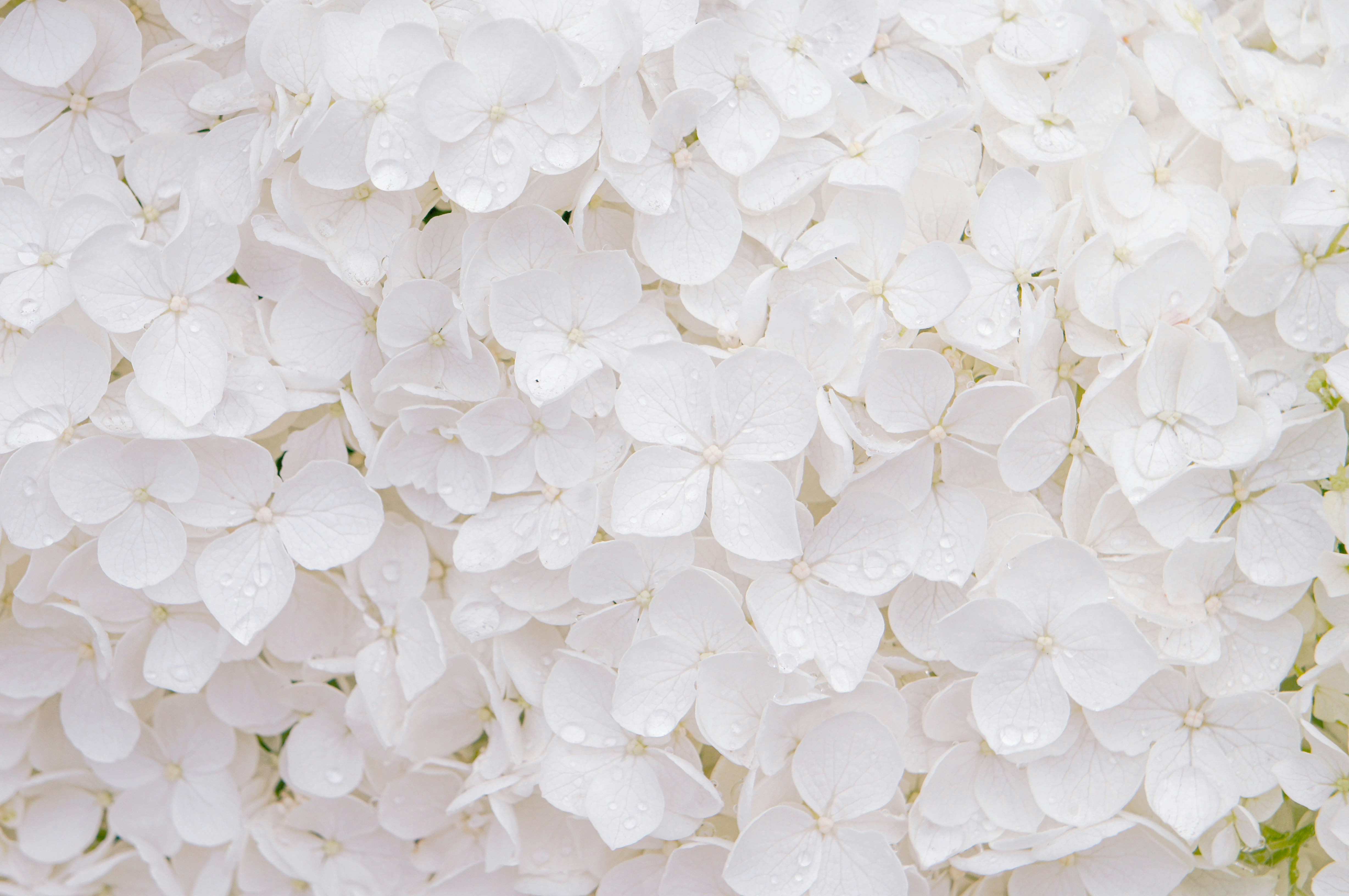 Field of Ivory Blossoms: A Soft Ocean of White Petals