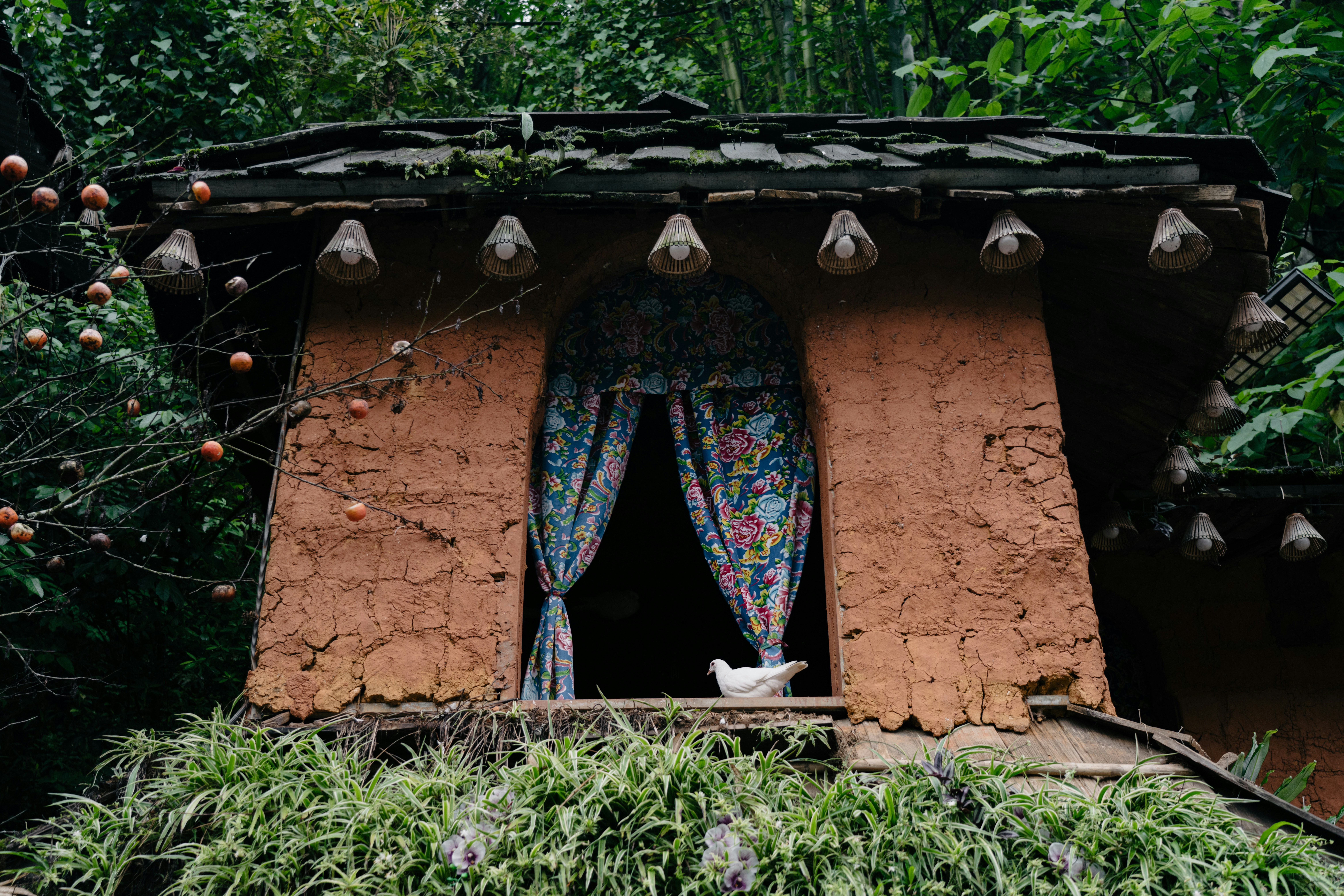 Cracked Mud Hut with Floral Curtain and White Dove